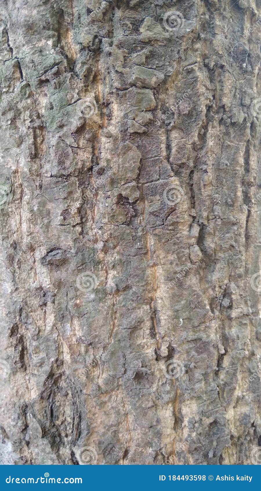 MANGO WOODEN TEXTURE SURFACE BACKGROUND, ROUGH TEXTURE Stock Photo ...