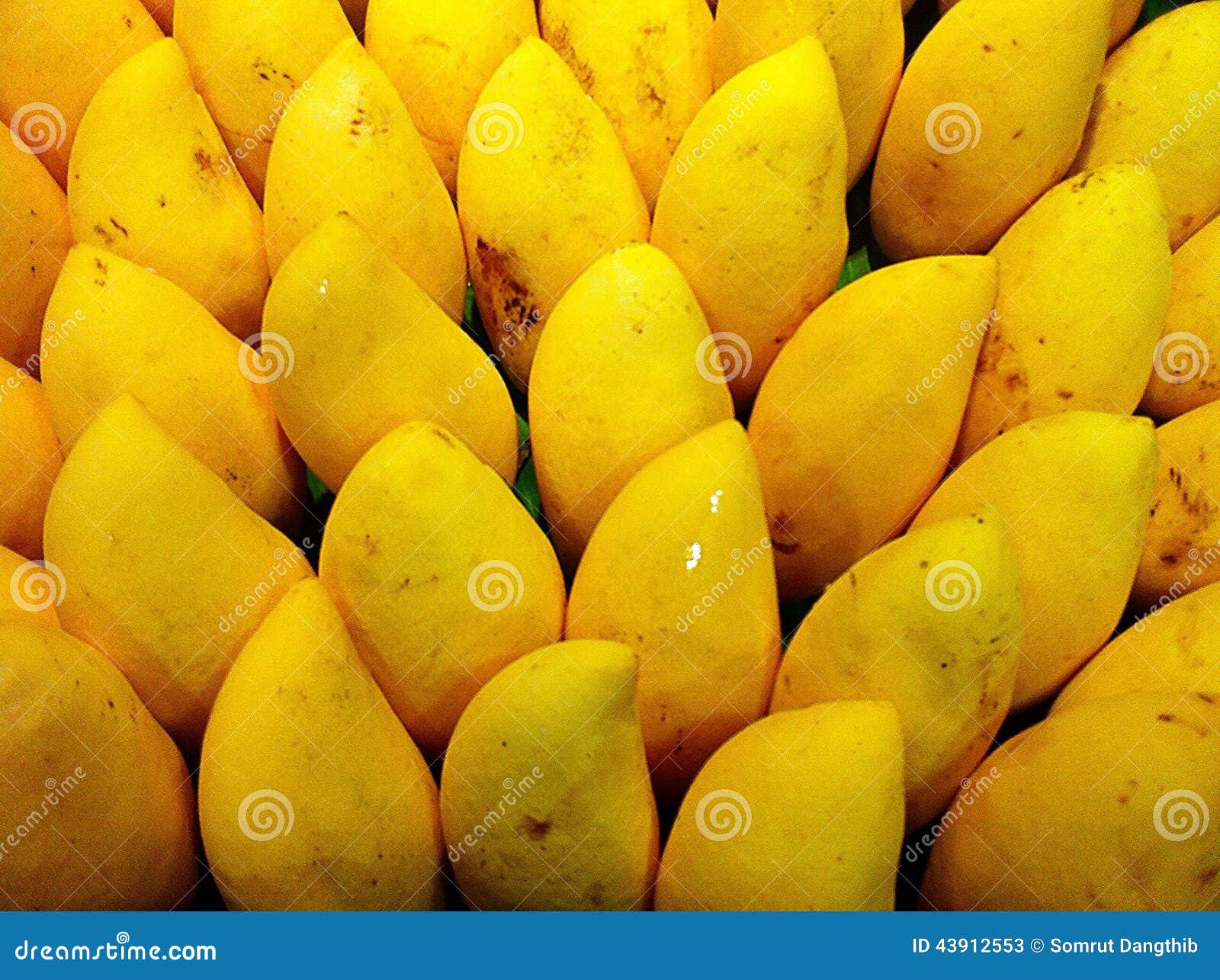 Mango stock image. Image of asia, food, closeup, malaysia - 43912553