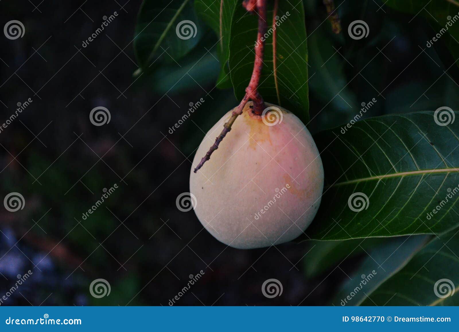 Mango stock photo. Image of effect, named, greeny, green - 98642770