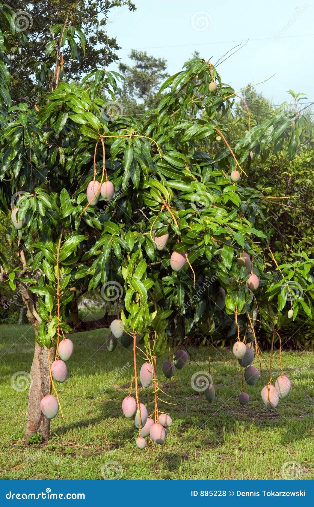 Mangobaum stockfoto. Bild von gewicht, landwirtschaft, bedeutung - 885228