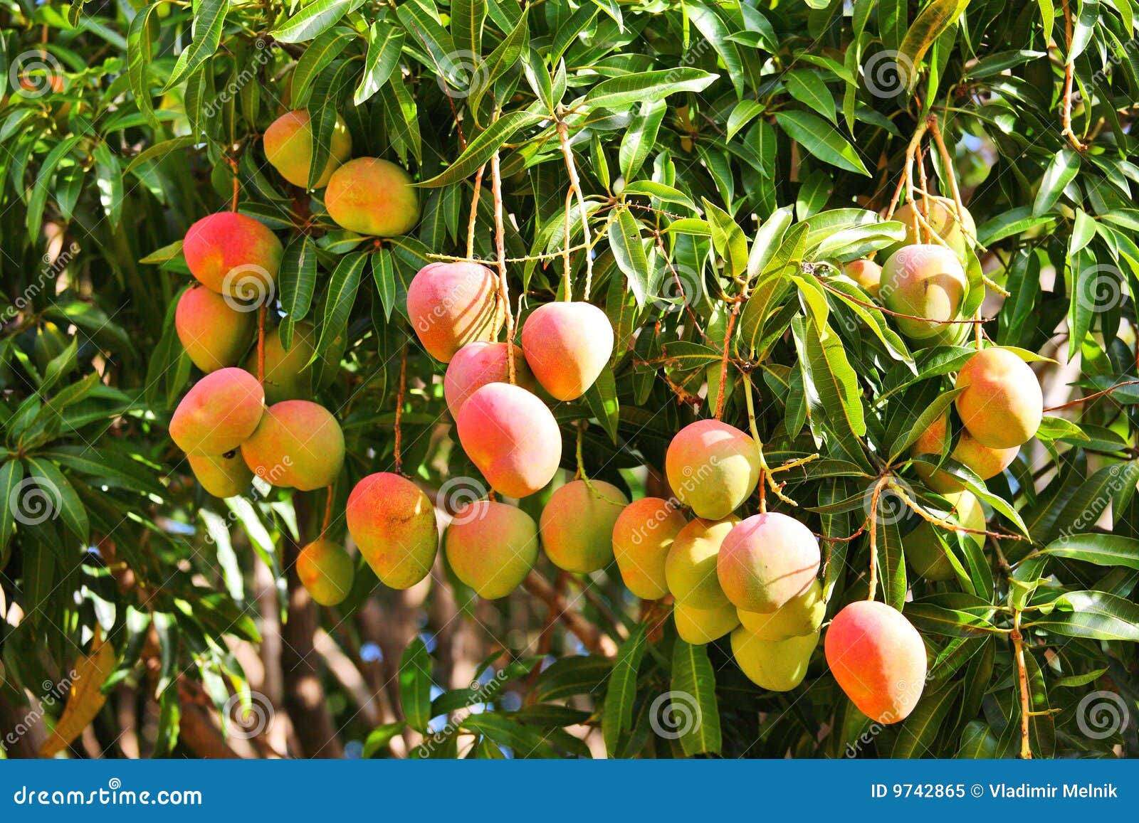 Mangobaum stockbild. Bild von tropisch, frucht, reifen - 9742865