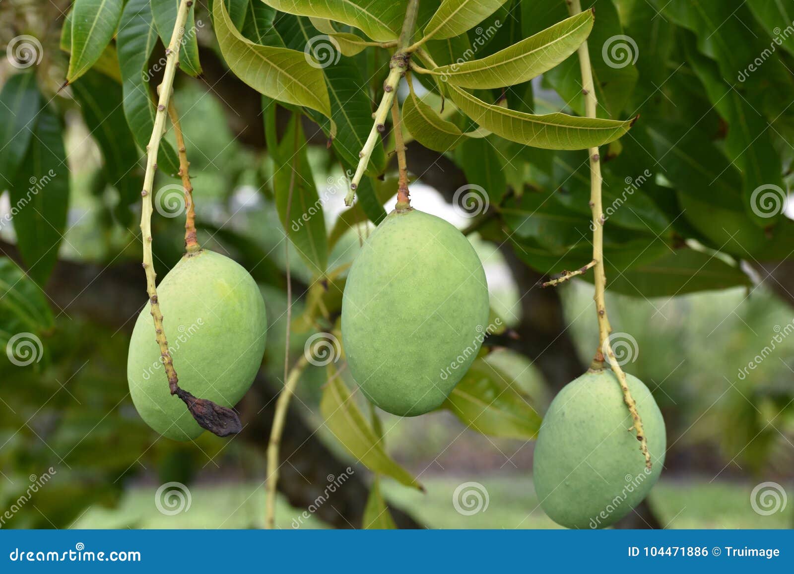 Mangoboom stock foto. Image of vrucht, hangen, tuin - 104471886