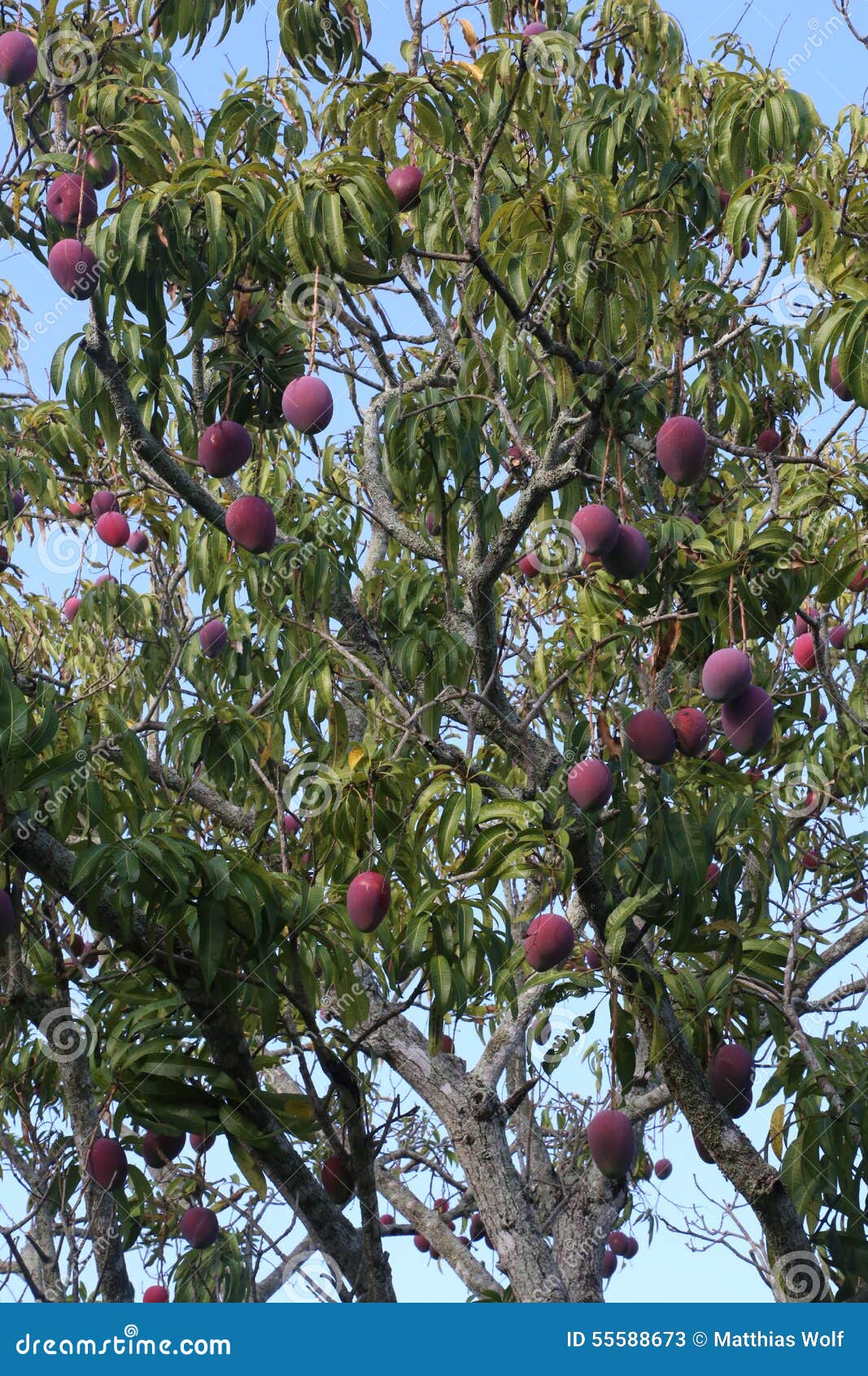 Mangoboom stock afbeelding. Image of purper, landbouw - 55588673