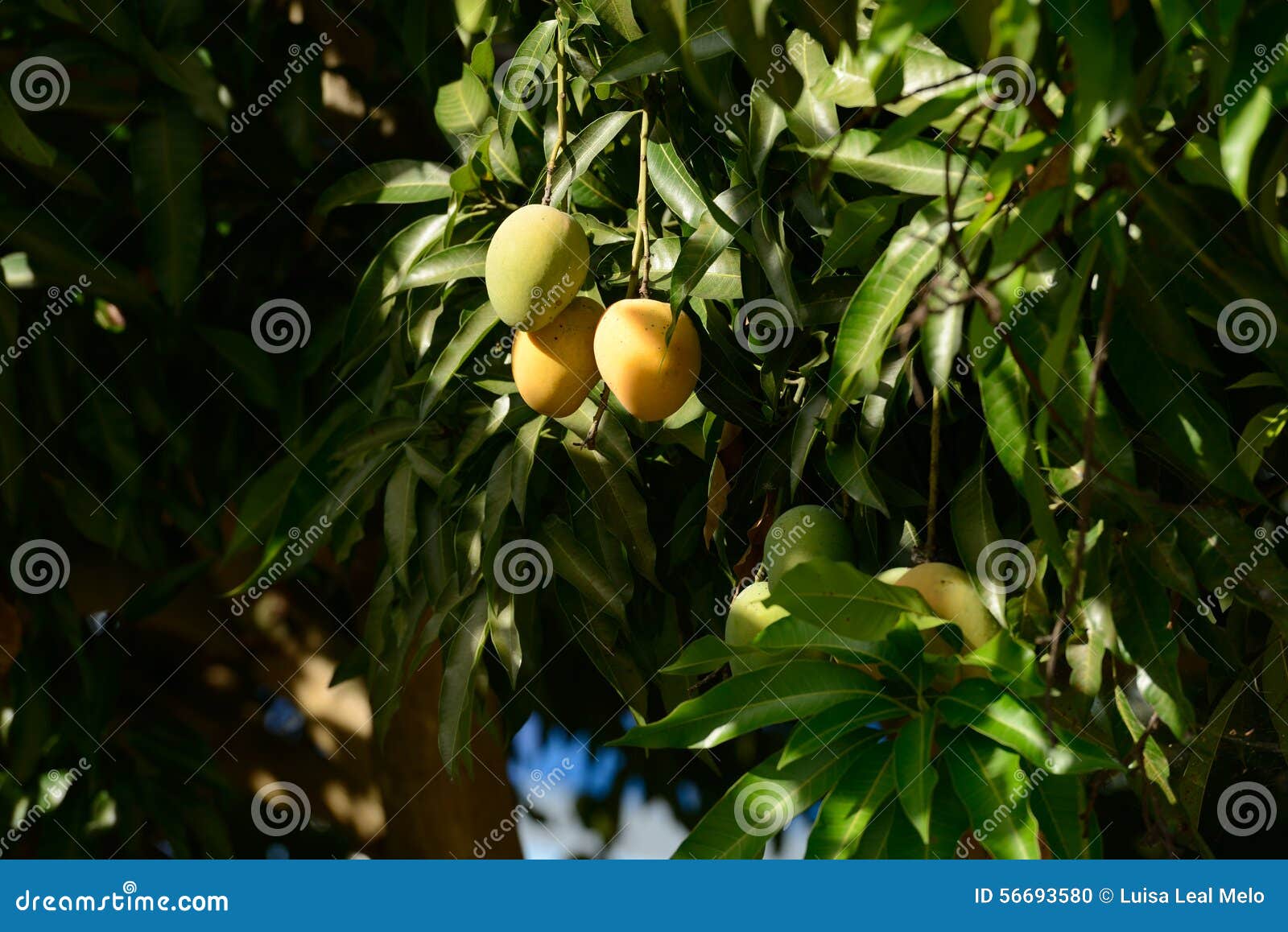 Mangoboom stock foto. Image of vers, roem, gezond, landbouw - 56693580