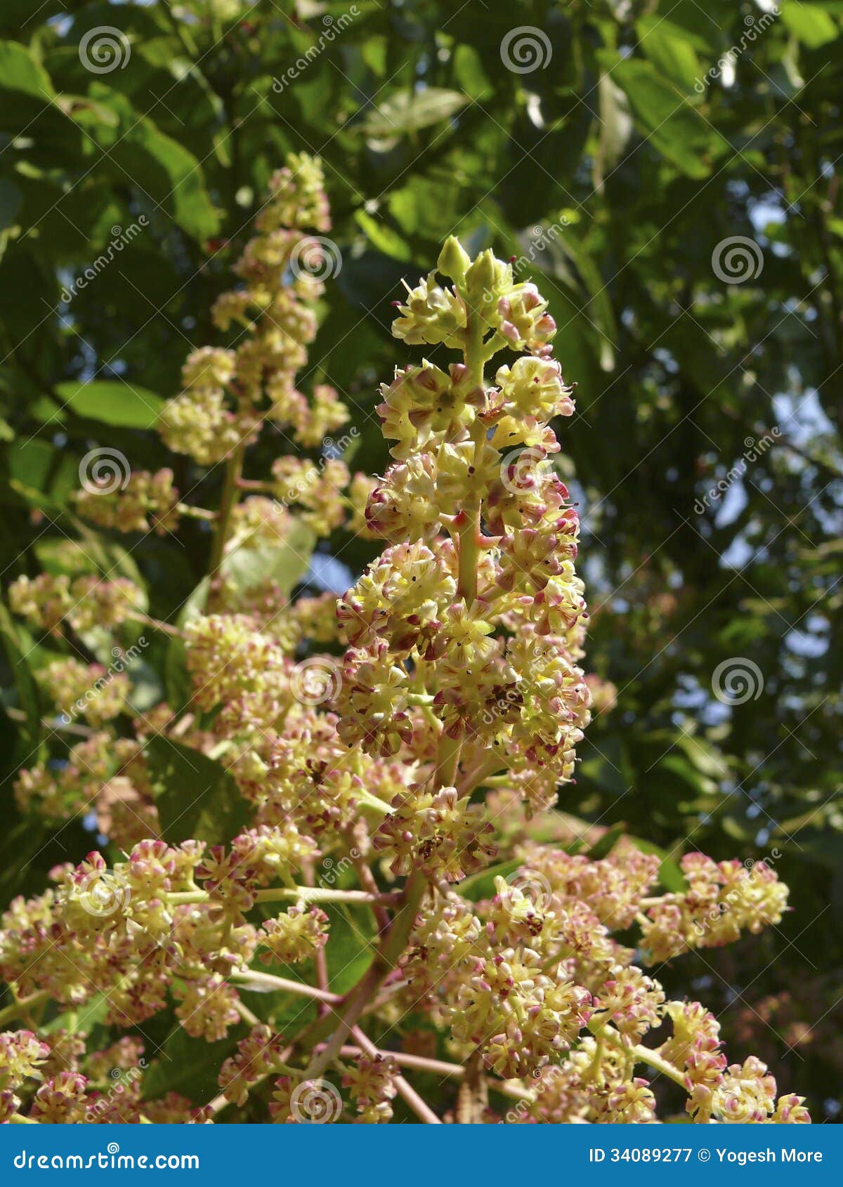 Mangoboom in bloei stock afbeelding. Image of bloeien - 34089277