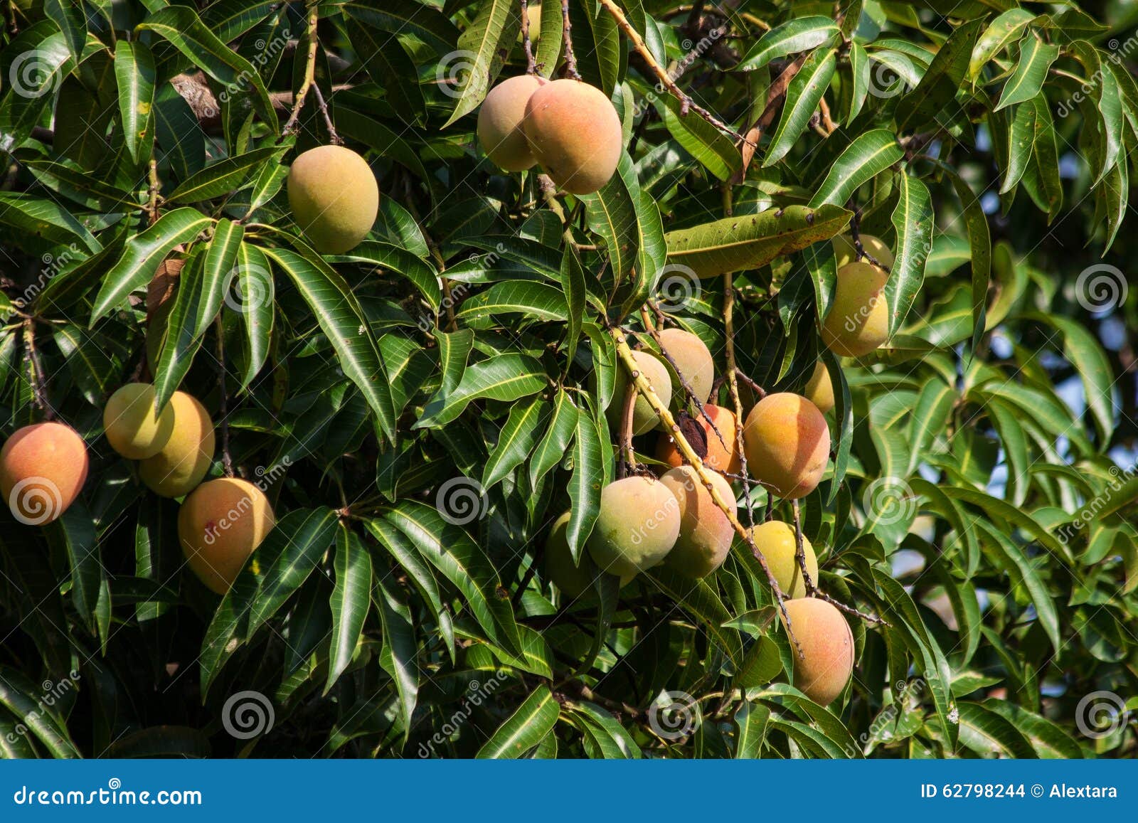 Mangoboom in Malawi, Afrika Stock Foto - Image of rijp, malawi: 62798244
