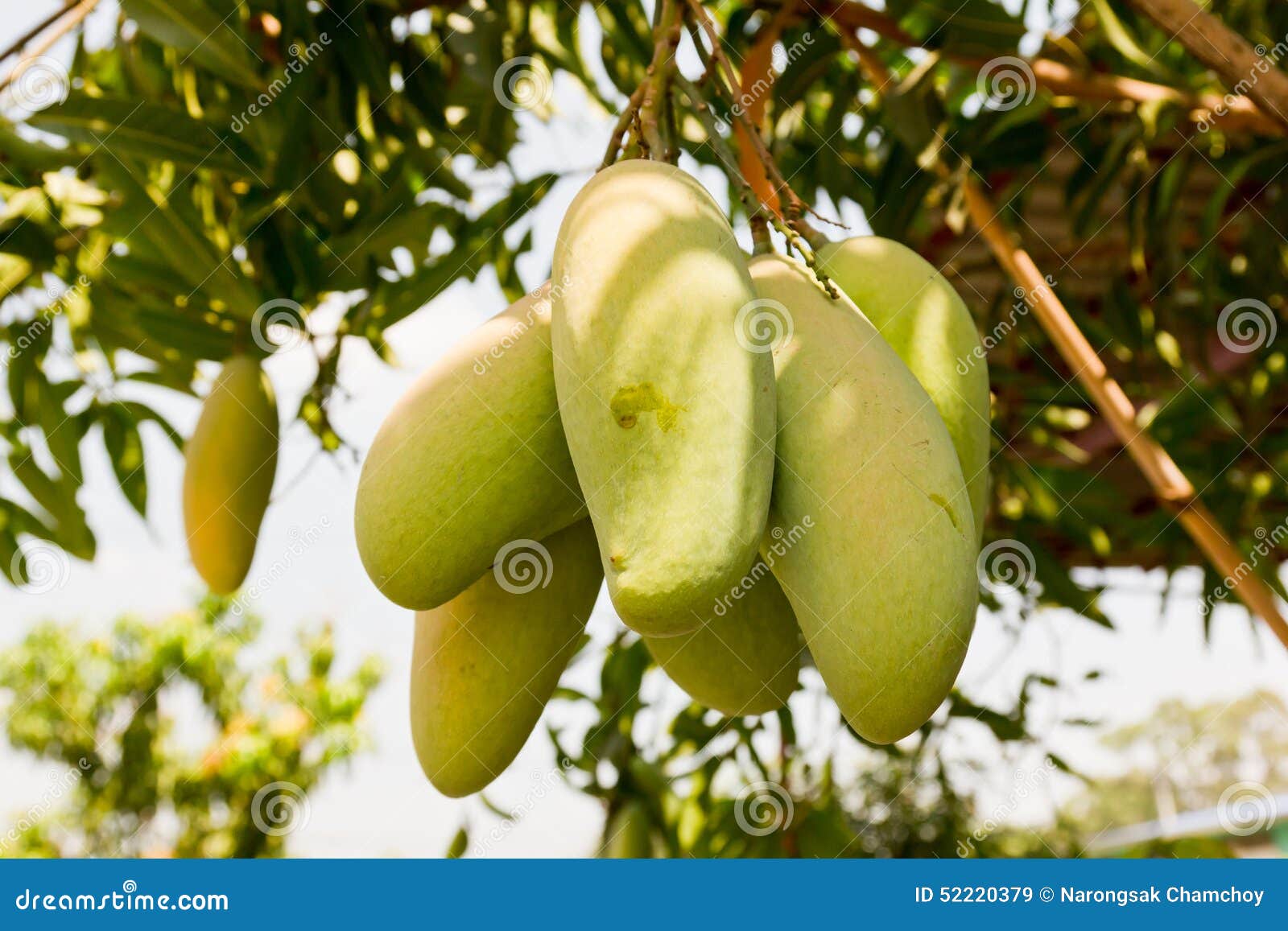 Mangoboom Met Hoogtepunt Van Vruchten Stock Afbeelding - Image of ...