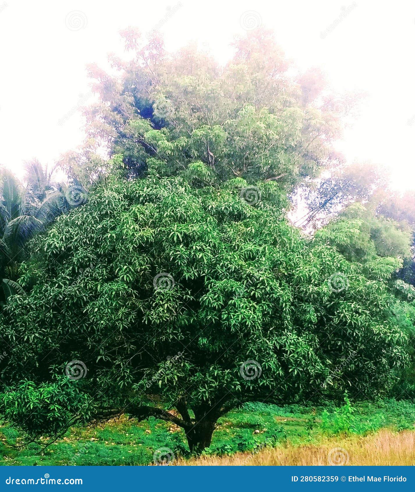 Mangoe Tree stock image. Image of goodfruit, tree, plant - 280582359