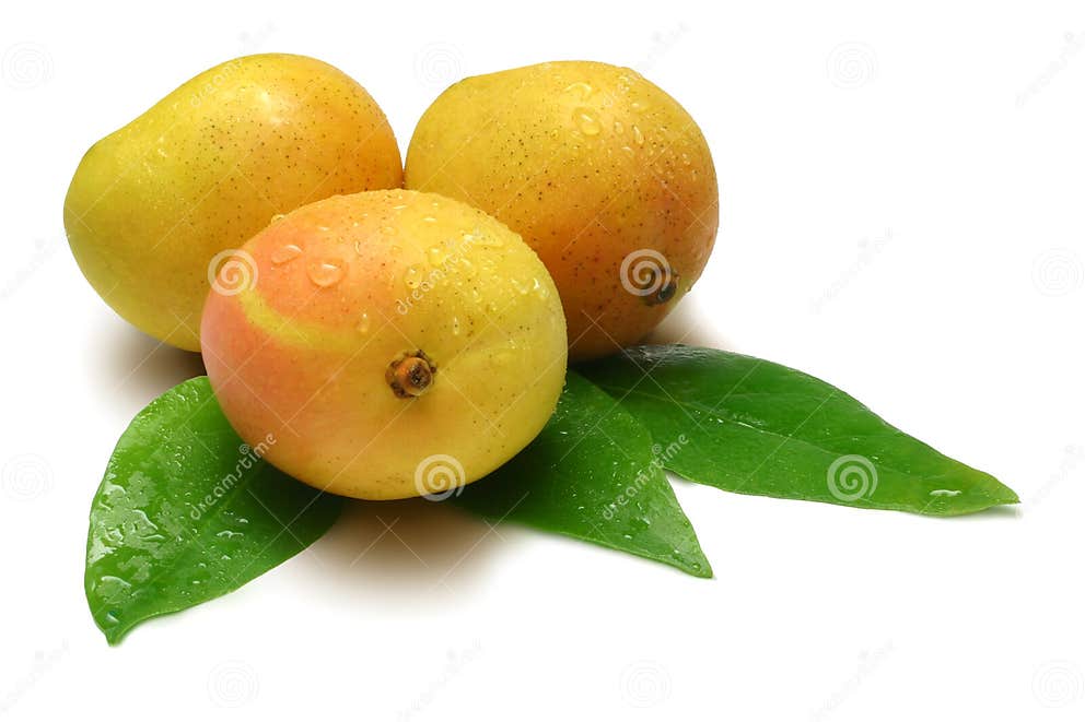 Mangoes stock image. Image of fruit, food, three, taste - 1508513