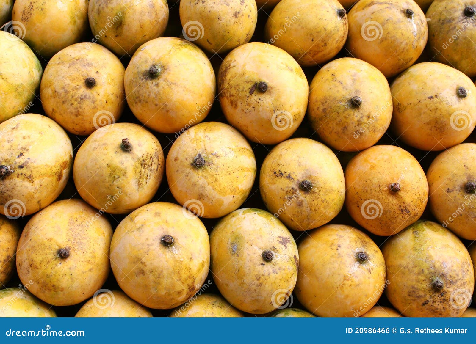 Mangoes stock photo. Image of asia, origin, mangoes, healthy - 20986466