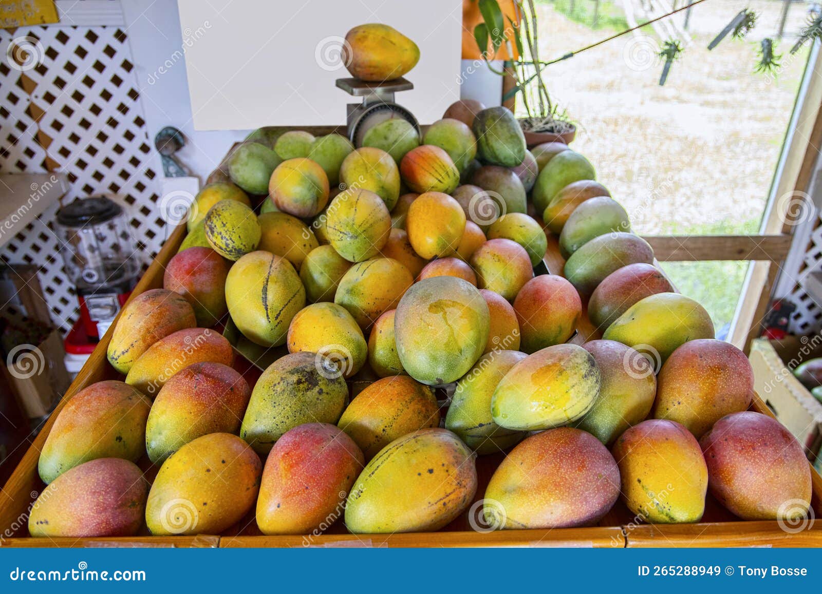 Mangoes Display in a Market Stock Image - Image of nature, produce ...