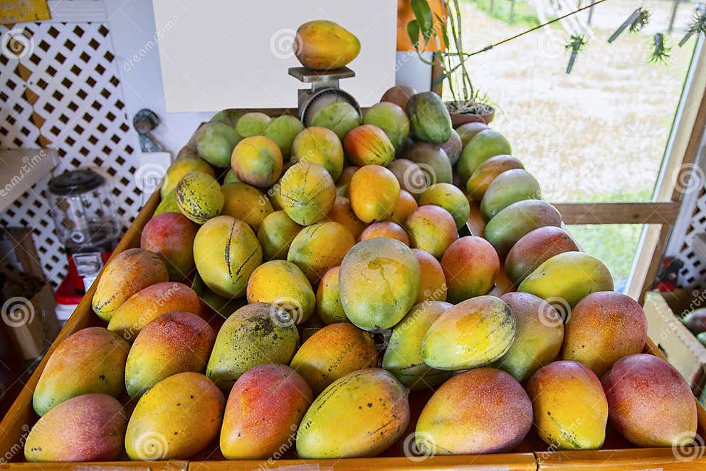 Mangoes Display in a Market Stock Image - Image of nature, produce ...