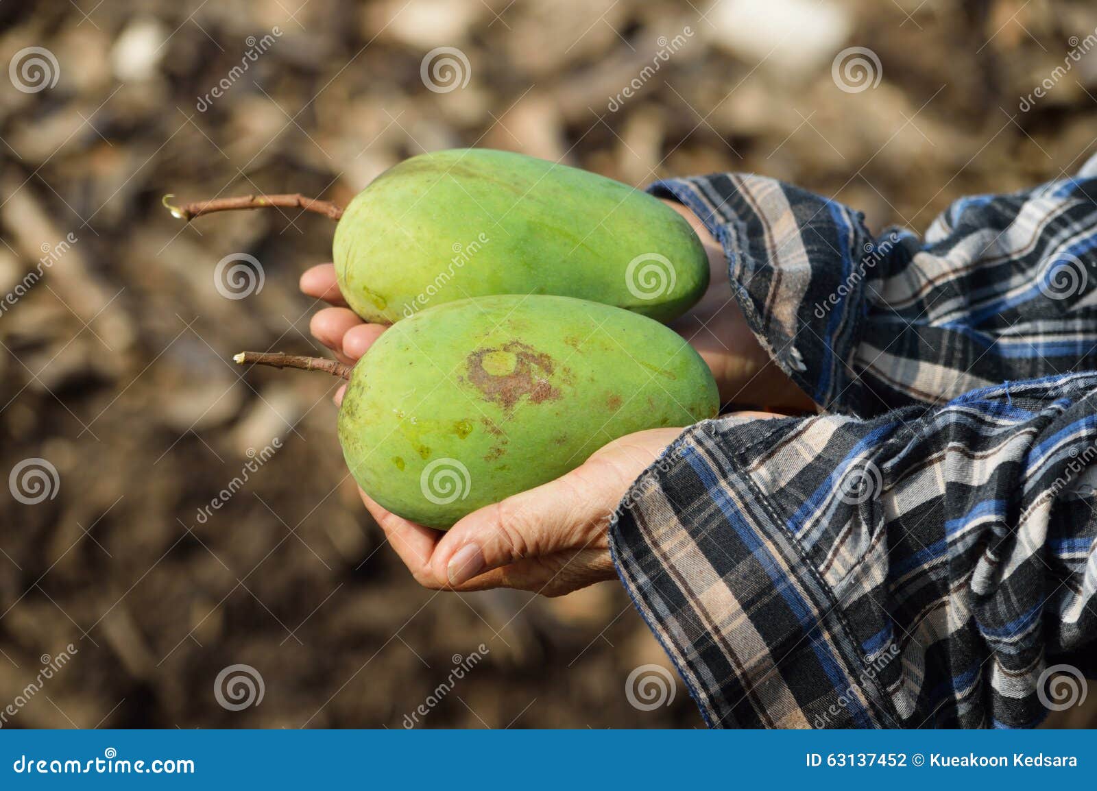 Mangoes Fresh from the Farm Stock Photo - Image of green, harvest: 63137452