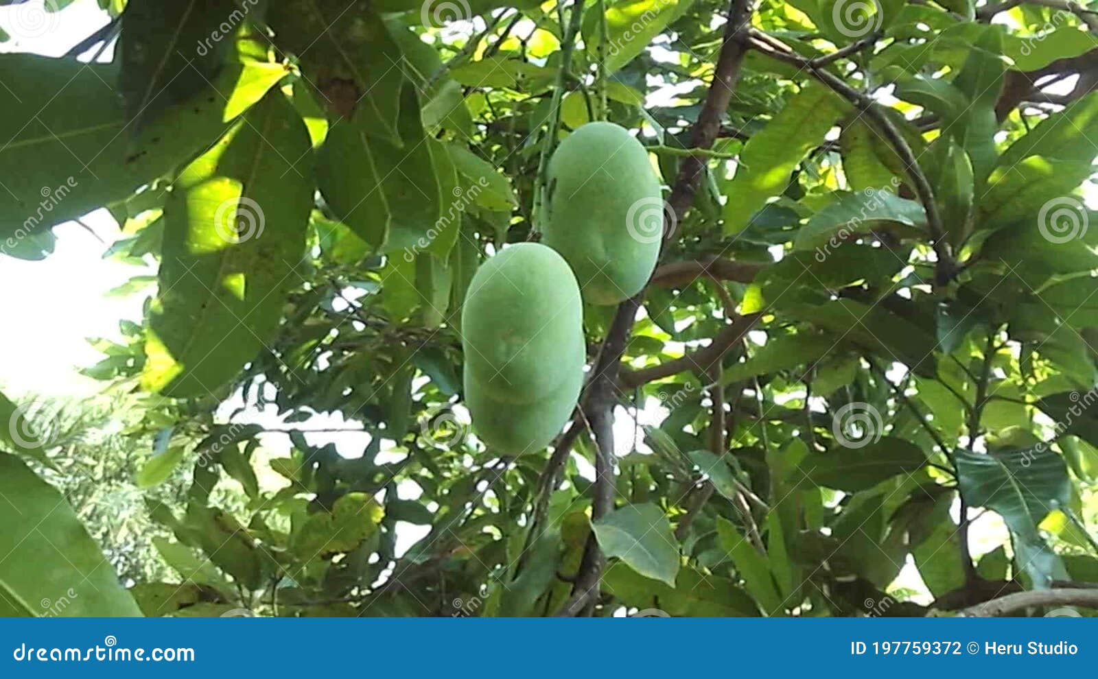 3 Mangoes Fruit on the Mango Tree Stock Footage - Video of tree ...