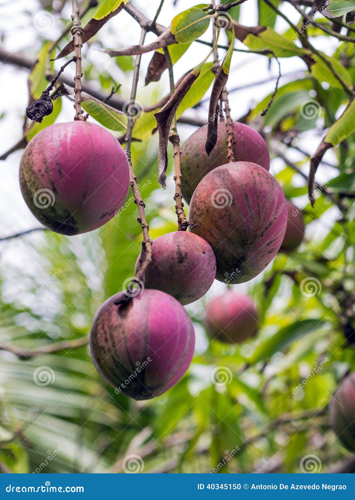 Mangoes stock photo. Image of anacardiaceae, tropical - 40345150