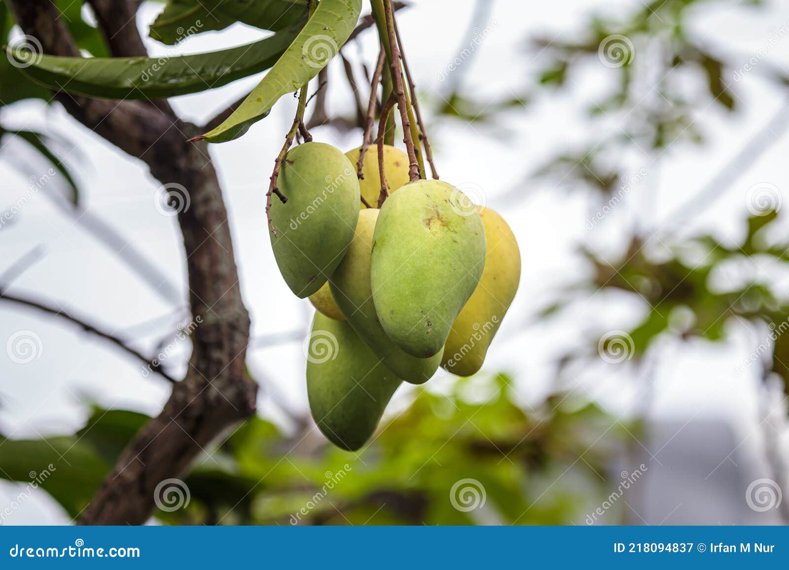Mangoes Hang from Branches in the Mango Garden Stock Image - Image of ...