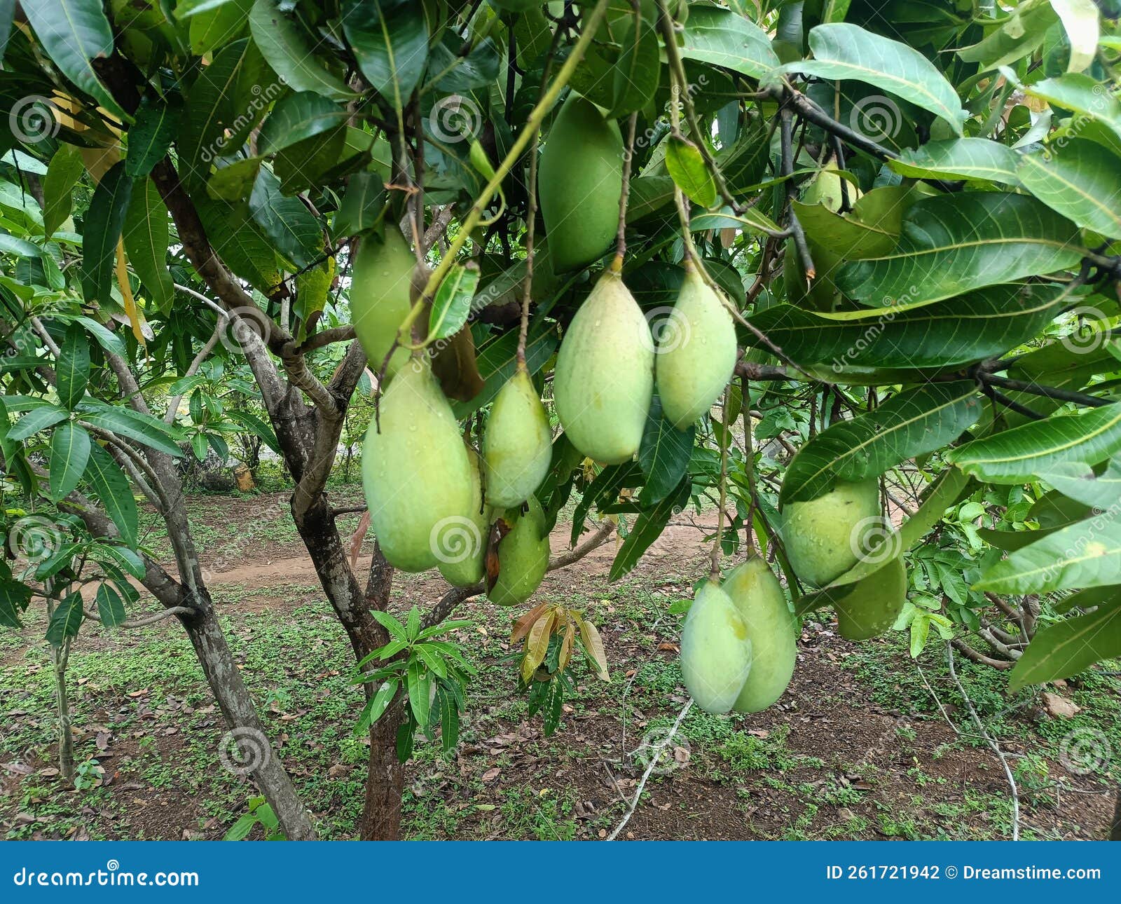 Mangoes Hanging Down on Short Mango Trees Stock Photo - Image of trees ...