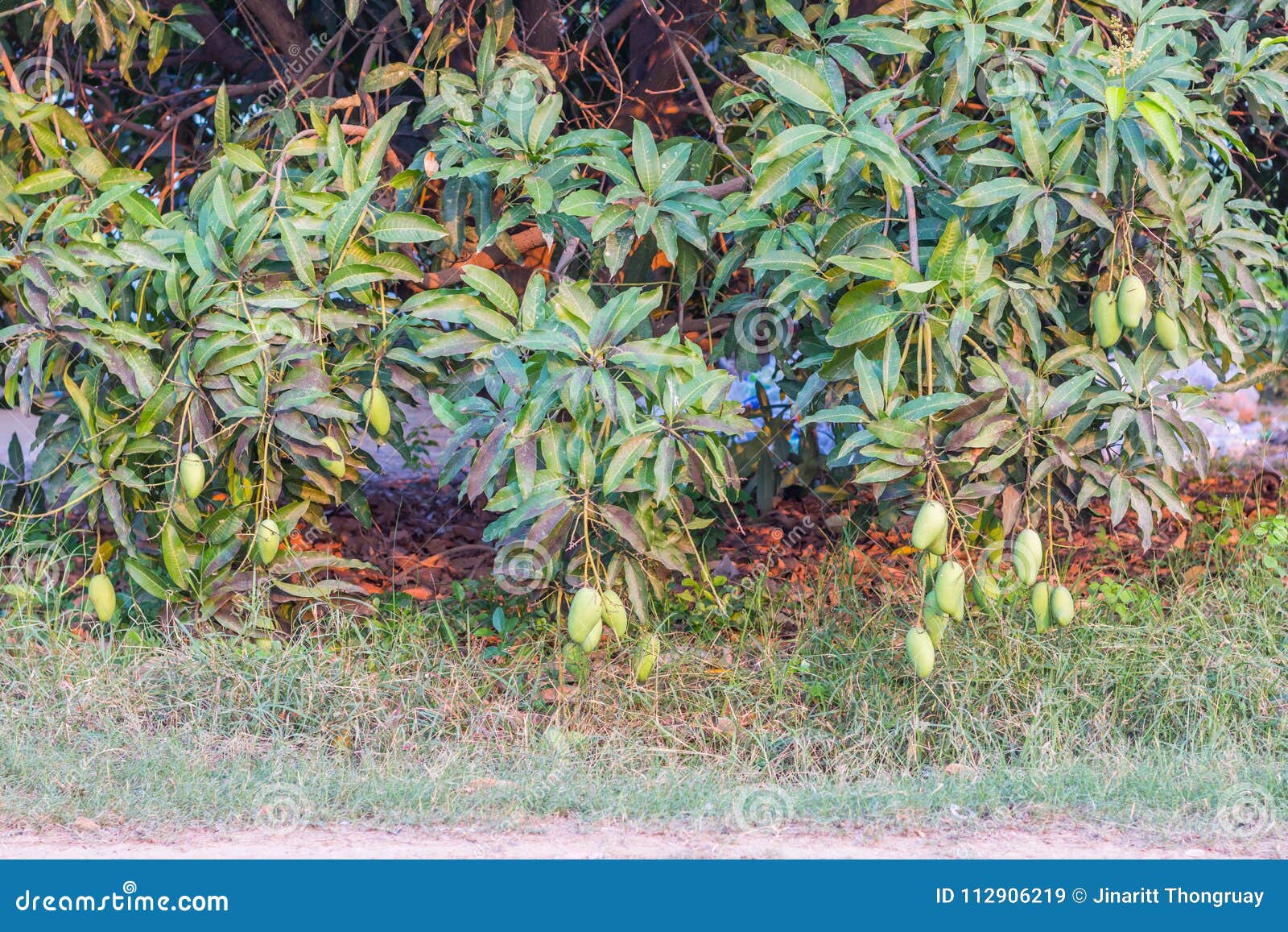 Mangoes Hanging,mango Field,mango Farm Stock Image - Image of nature ...