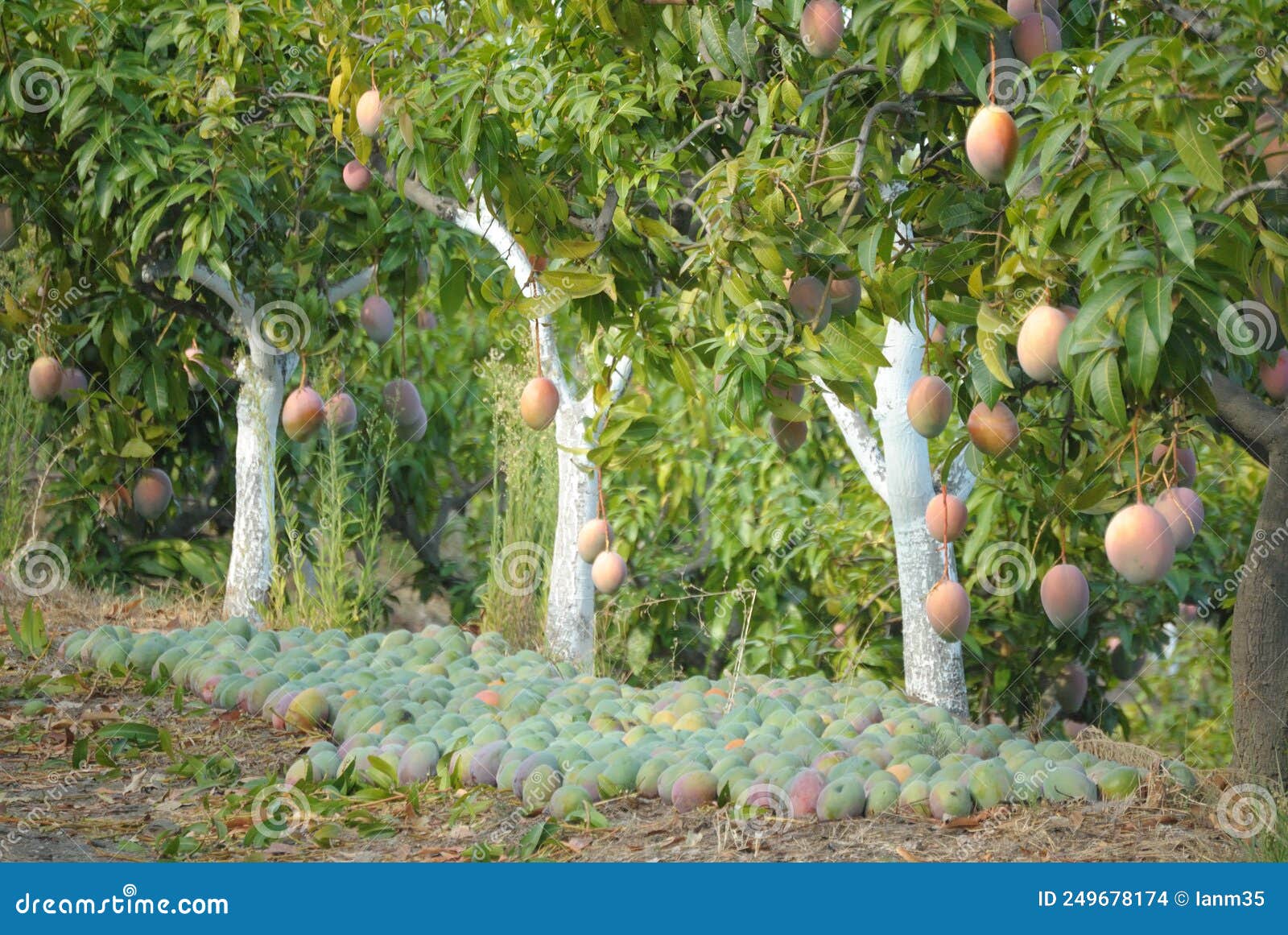 Mangoes Hanging in Mango Trees in a Fruit Trees Plantation Stock Photo ...