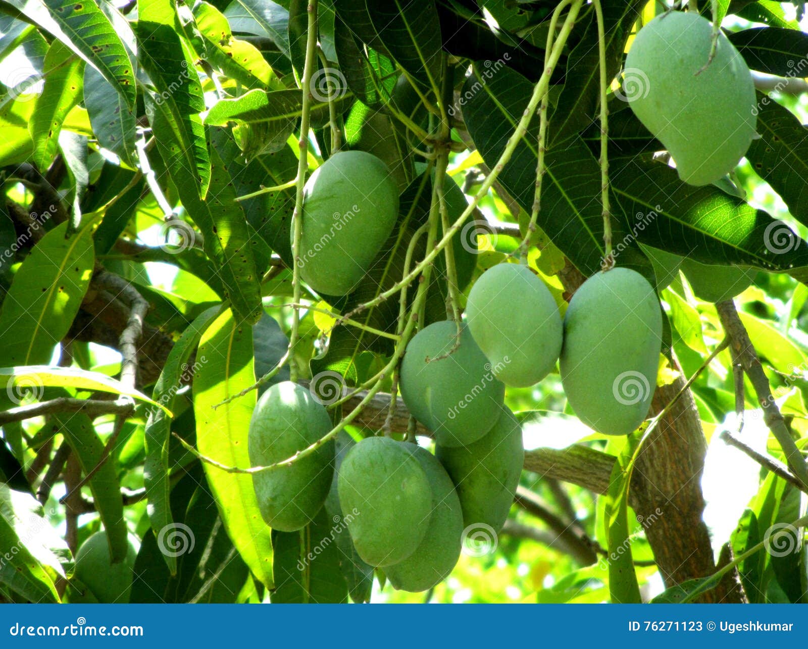 Cluster Of Raw Mangoes On A Mango Tree. Mango Tree Royalty-Free Stock ...