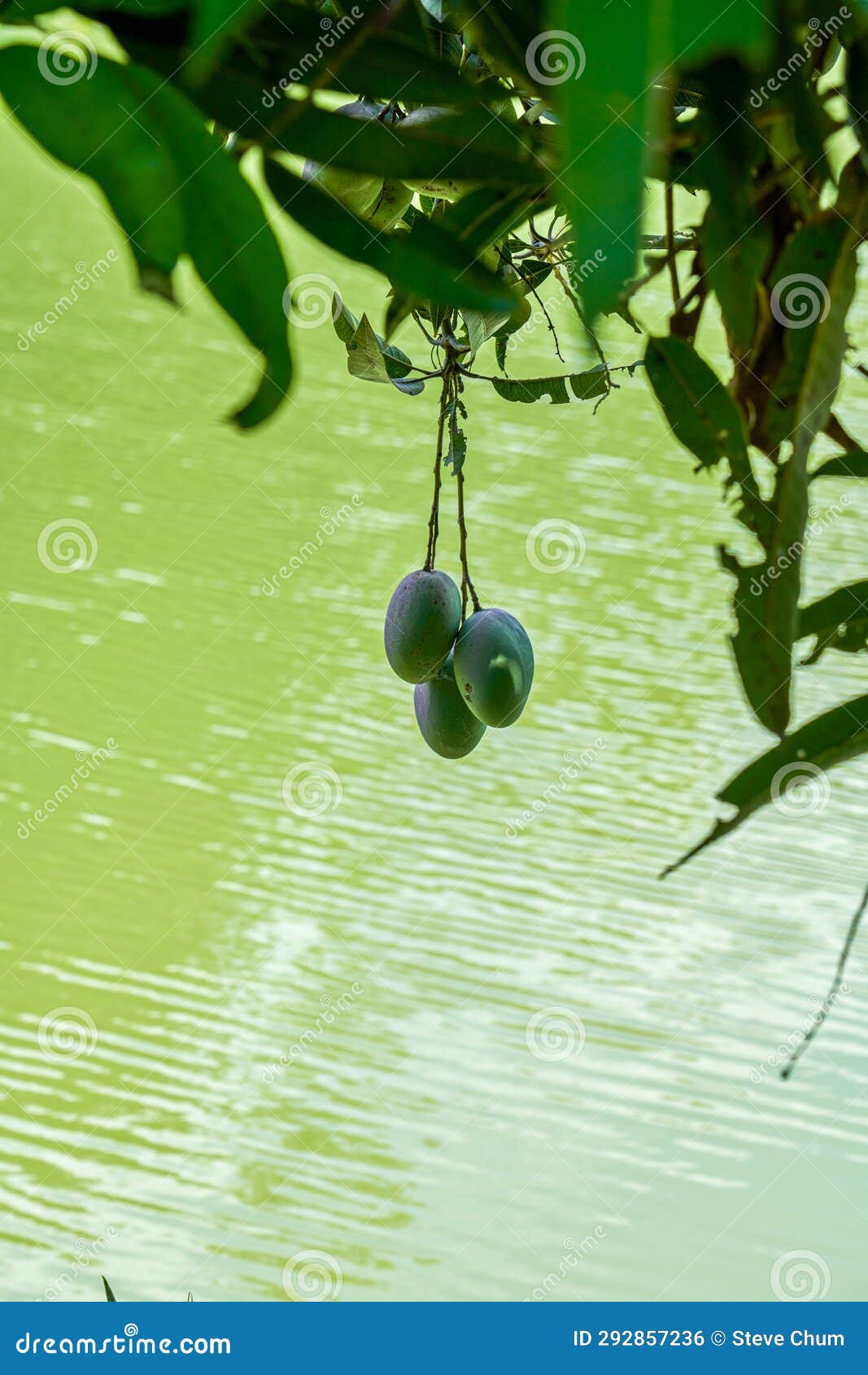 Mangoes on the Mango Tree by the Lake Outdoors Stock Photo - Image of ...