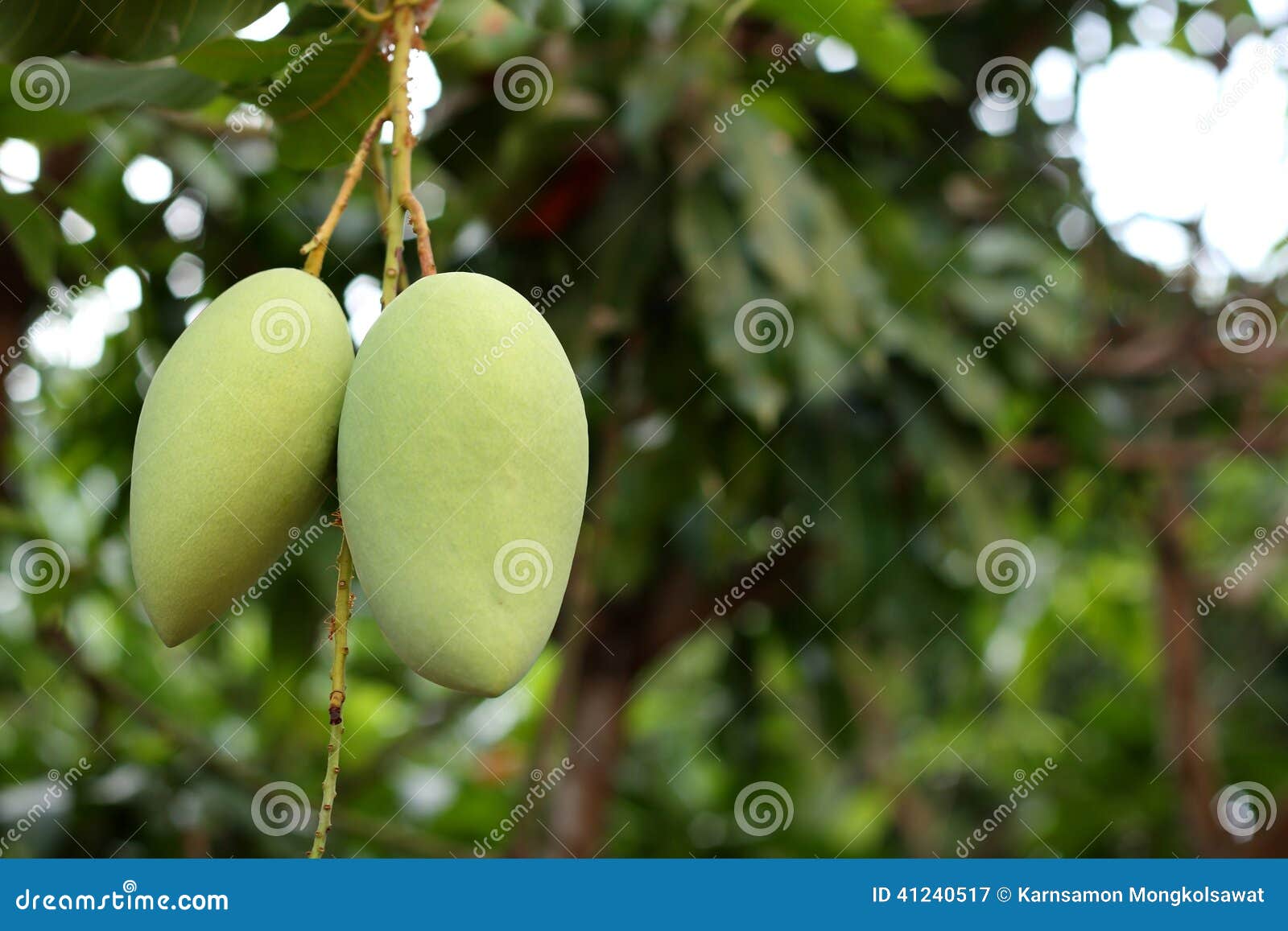 Cluster Of Raw Mangoes On A Mango Tree. Mango Tree Royalty-Free Stock ...