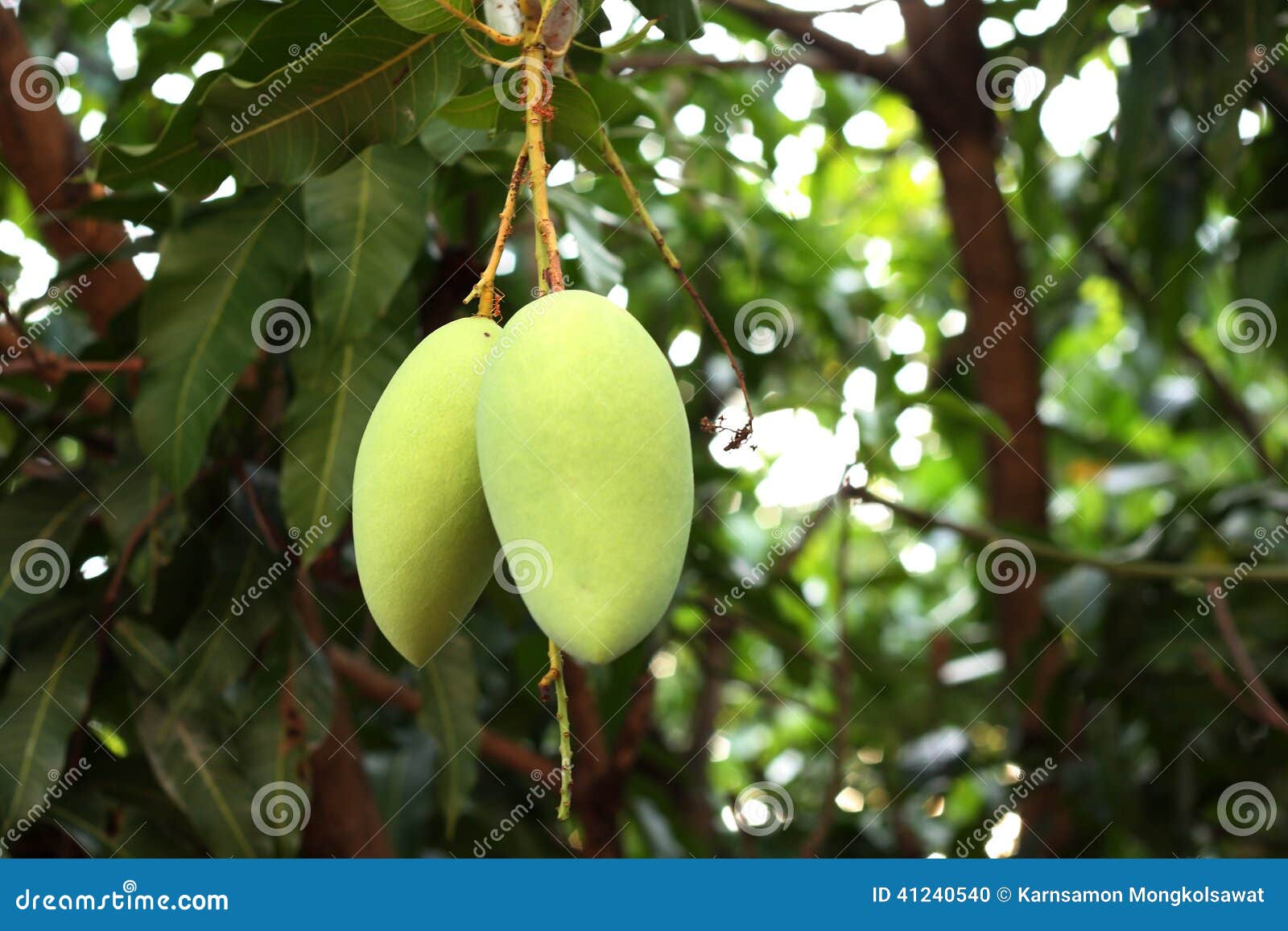 Cluster Of Raw Mangoes On A Mango Tree. Mango Tree Royalty-Free Stock ...