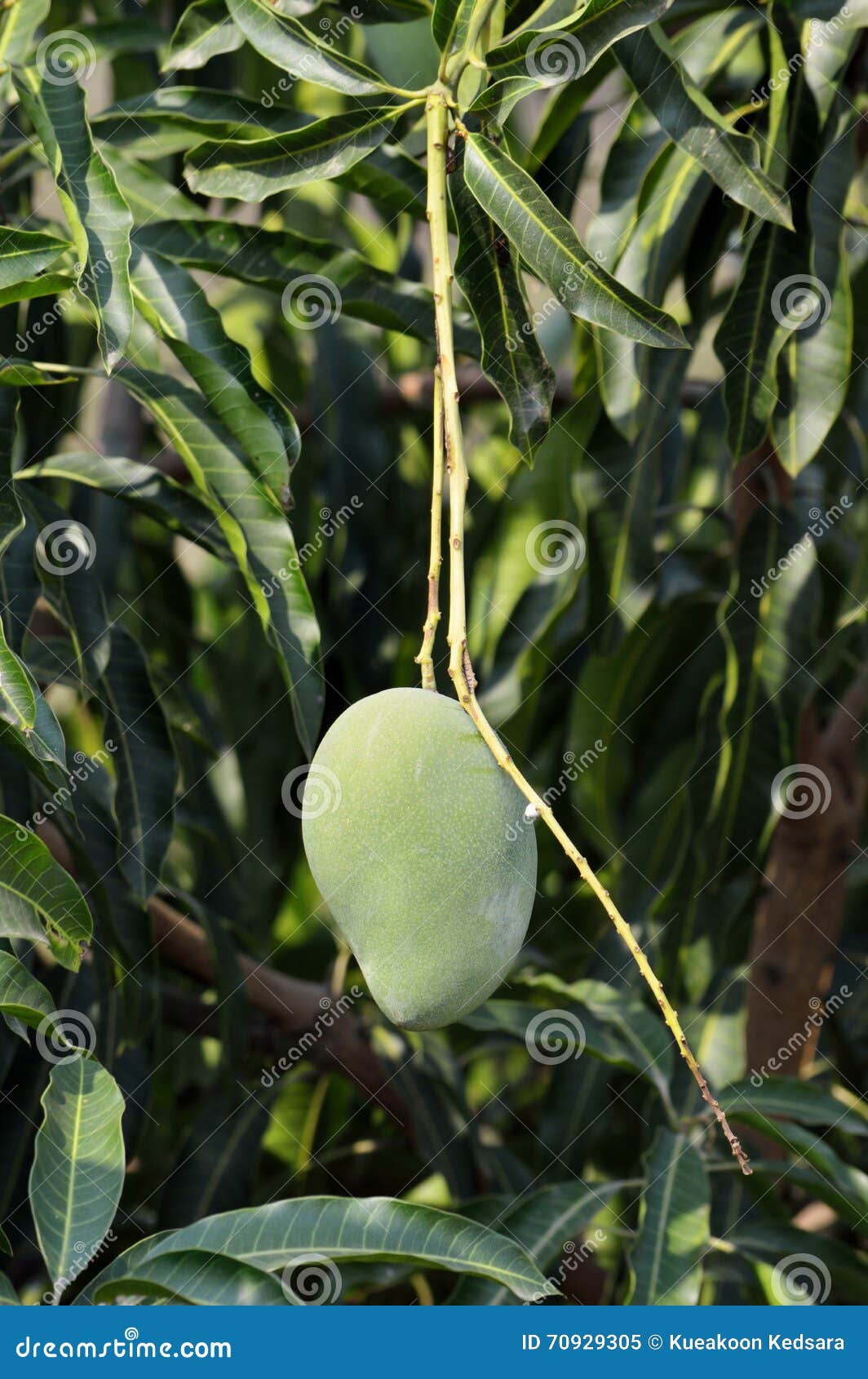 Mangoes on a mango tree stock image. Image of fresh, dessert - 70929305