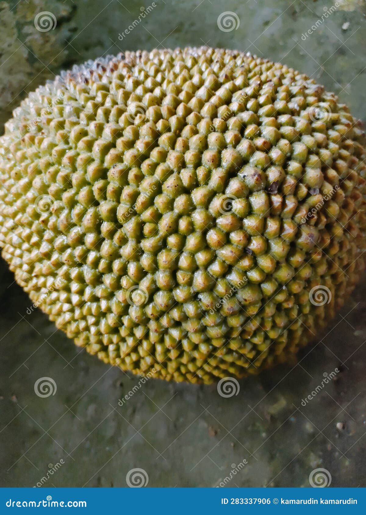 Mangoes are Round in Shape but Sweet Stock Photo - Image of ...