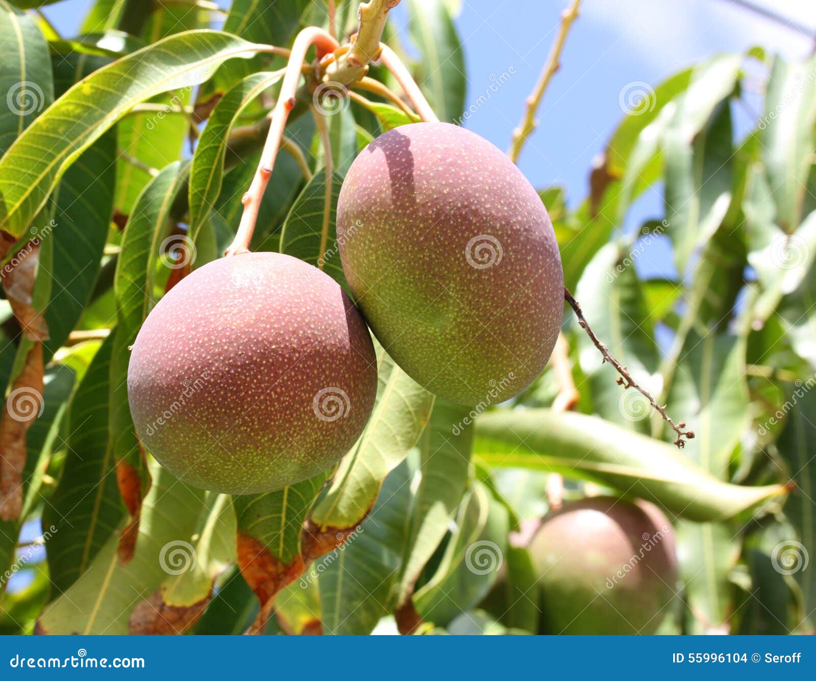 Mangoes on a tree stock photo. Image of food, fresh, farm - 55996104