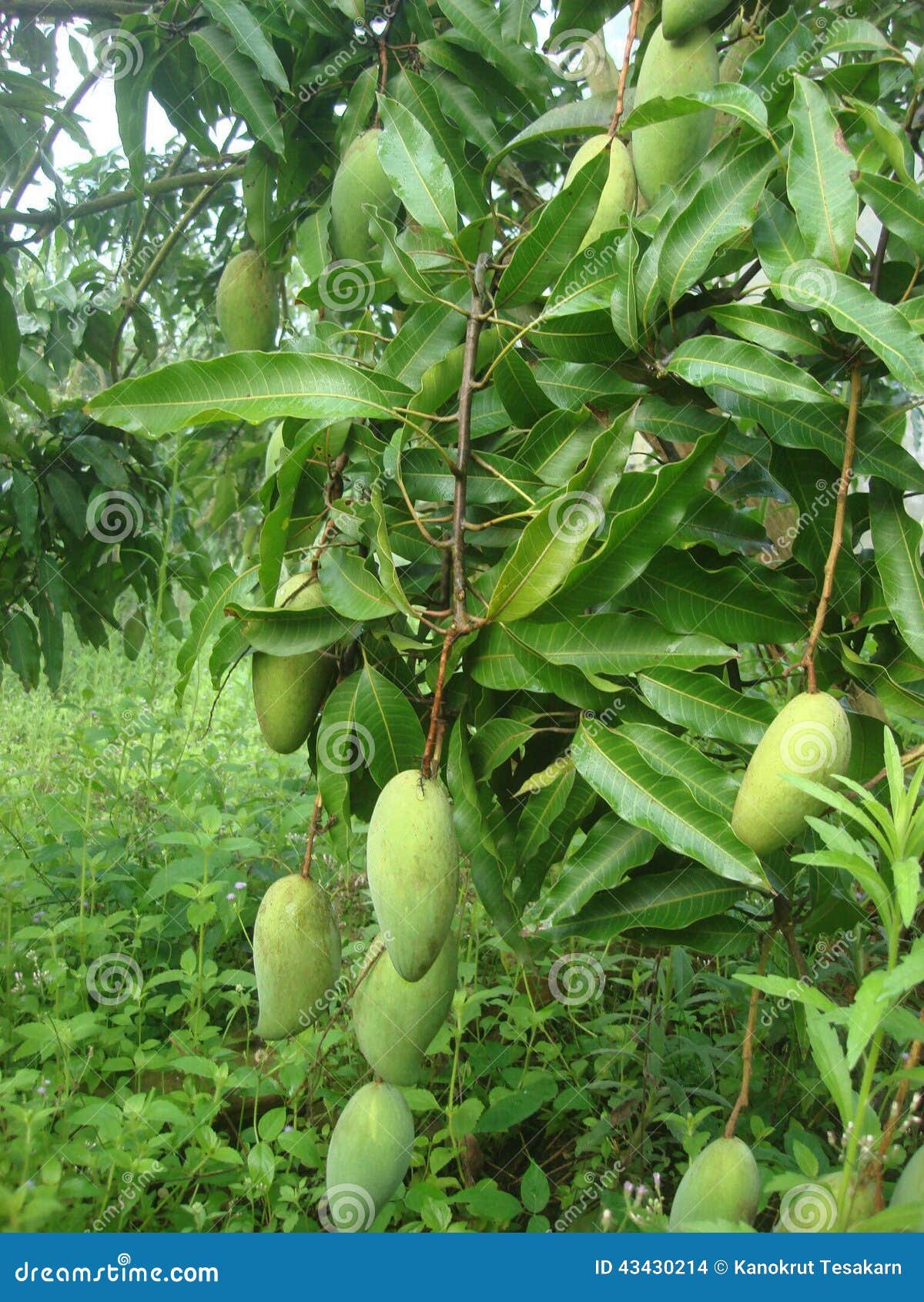 Mangoes tree stock photo. Image of field, mangoes, tree - 43430214