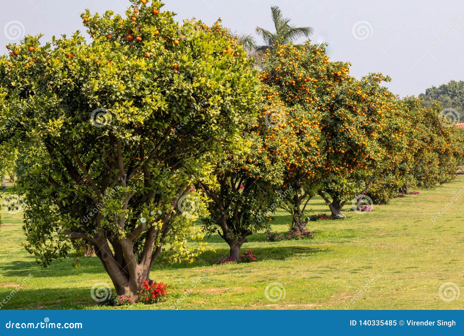 Mangoes tree in row stock image. Image of juicy, harvest - 140335485