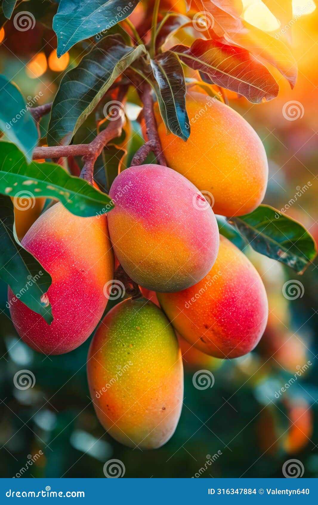 Mangoes on Tree in the Sun. Generative AI Stock Photo - Image of tree ...