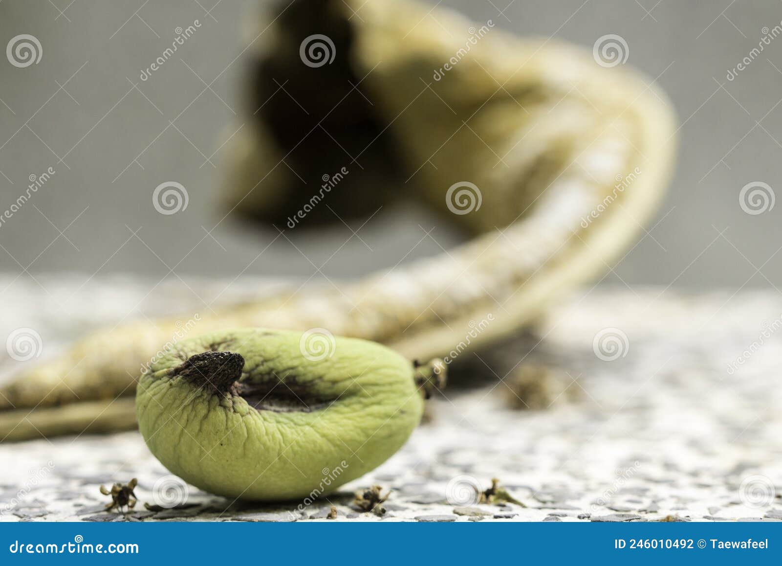 Mangoes are a Which is Very Small, Fall from the Tree Stock Photo ...