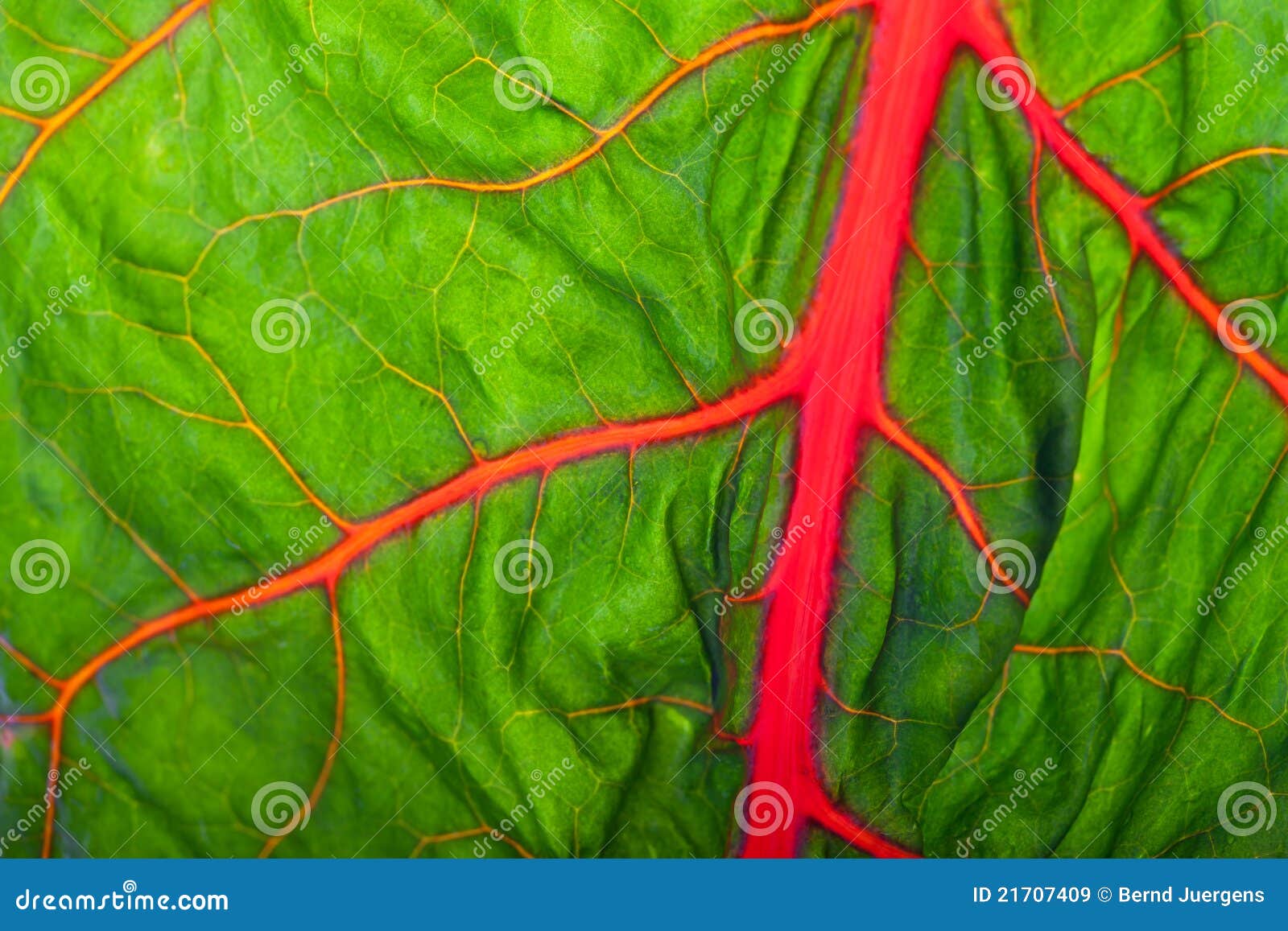 Mangold stock image. Image of floral, green, natural - 21707409