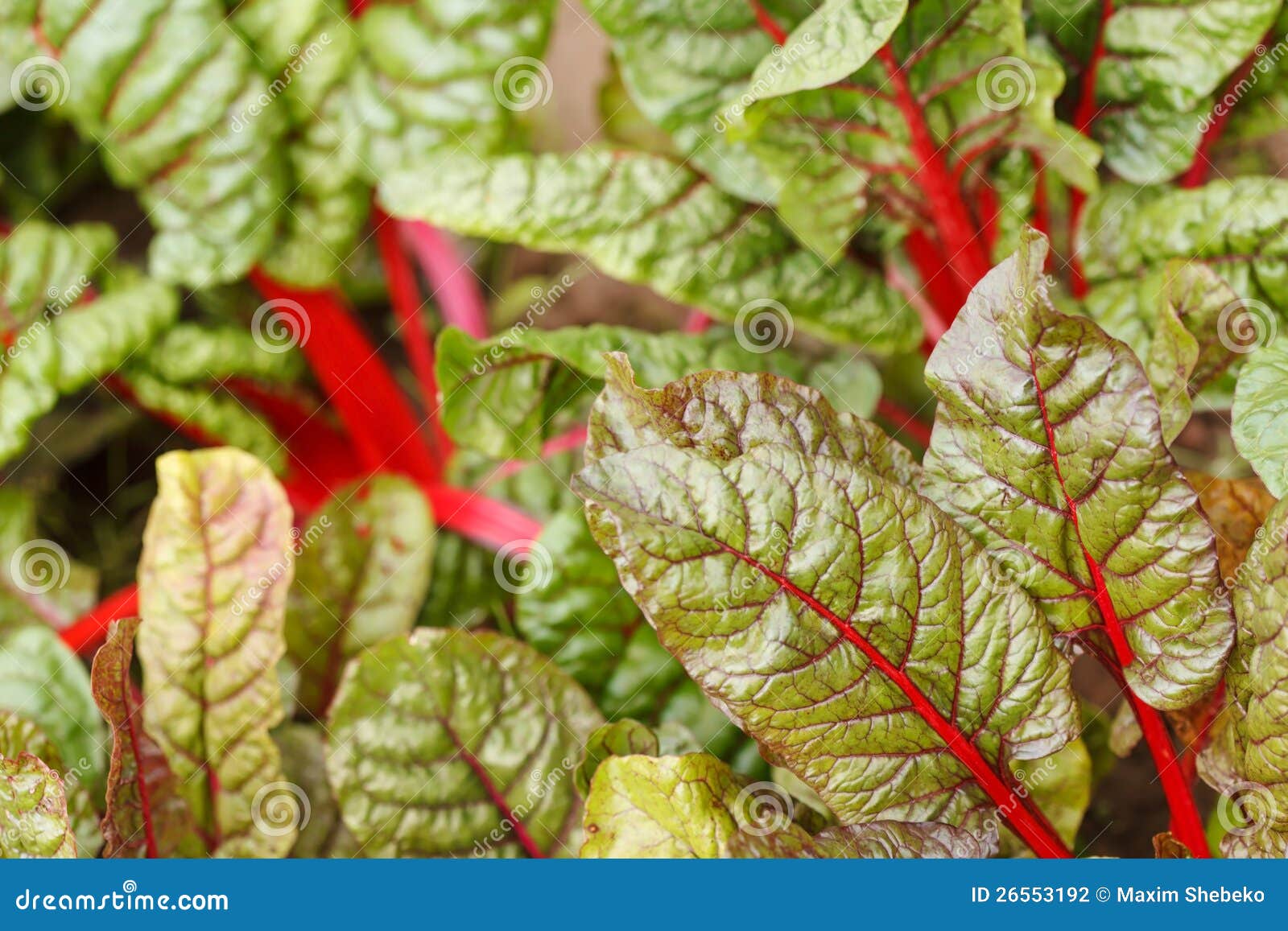 Mangold stock photo. Image of grow, flavor, mangold, lush - 26553192