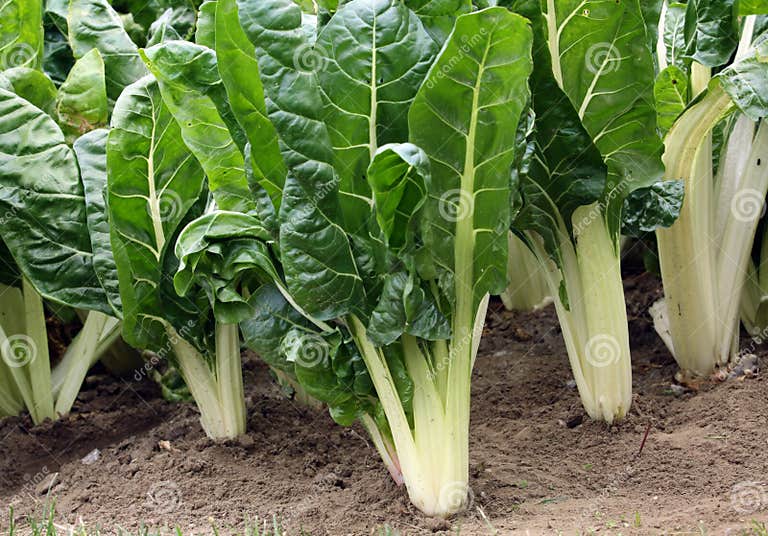 Mangold stock image. Image of seasonal, plants, green - 28881175