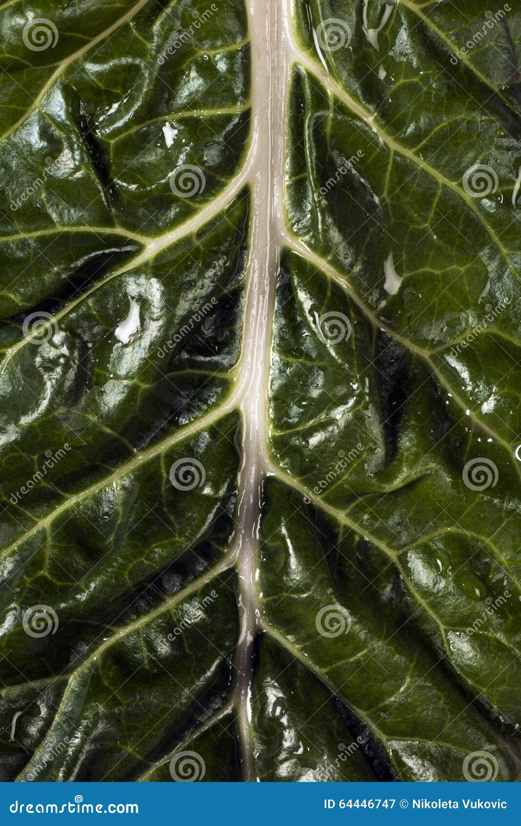 Mangold stock image. Image of fresh, water, leaf, flora - 64446747