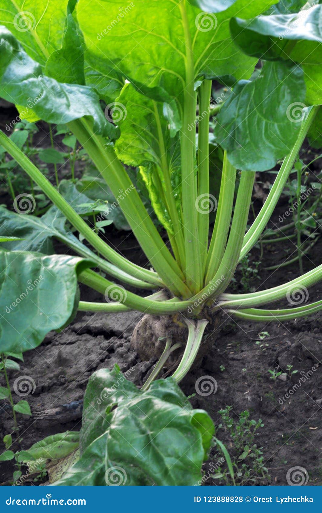 Mangold grows in the soil stock photo. Image of fodder - 123888828
