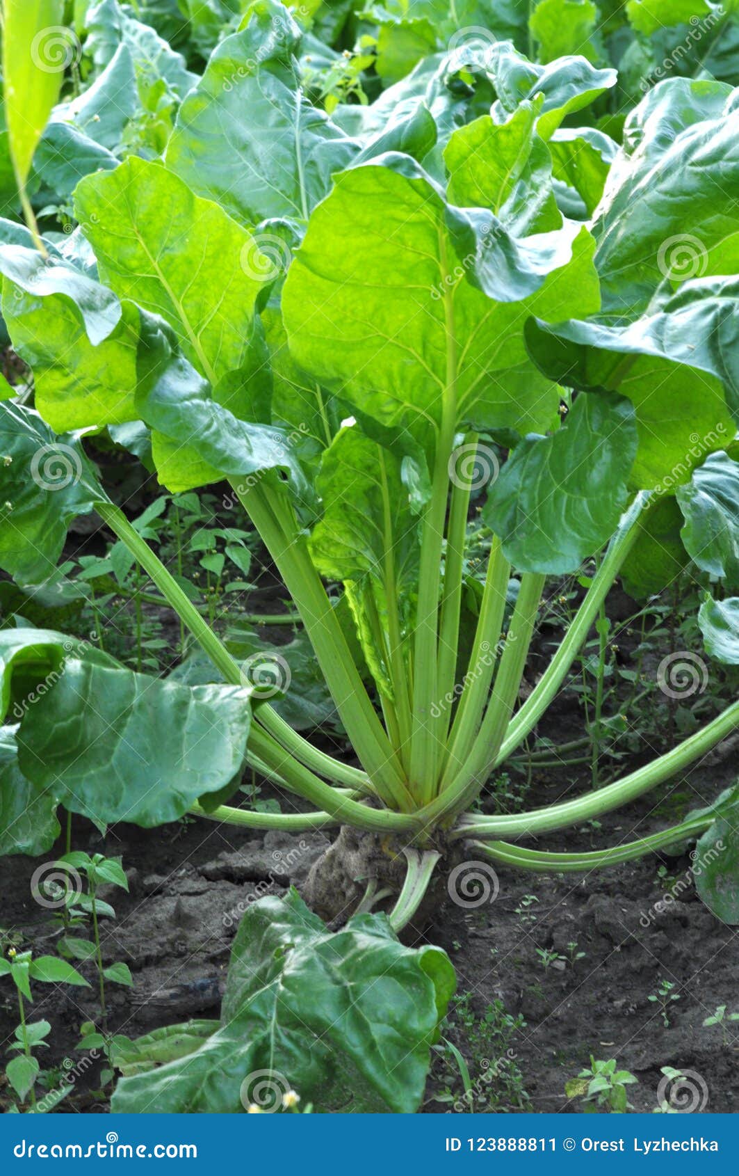 Mangold grows in the soil stock image. Image of plant - 123888811