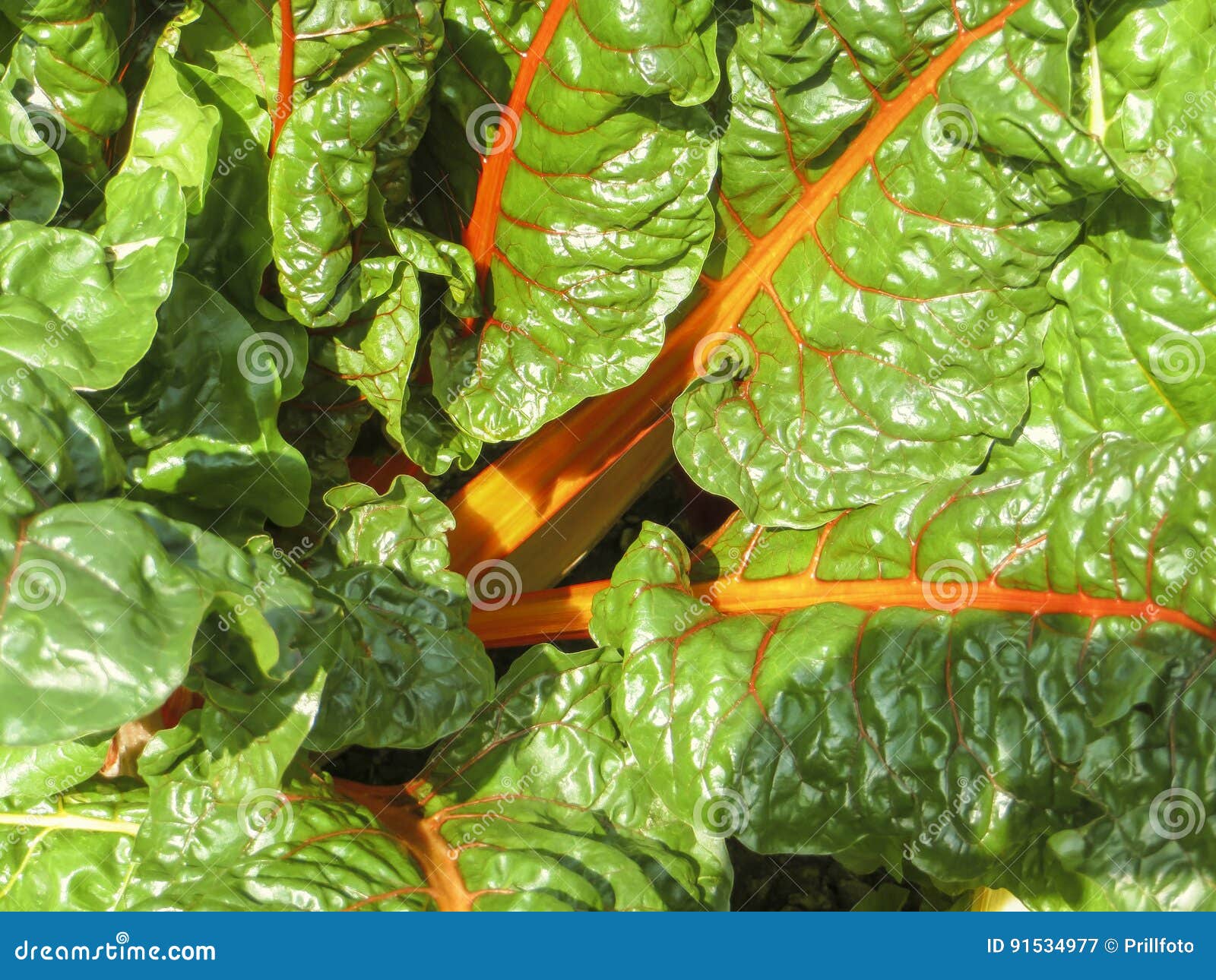 Mangold leaves closeup stock image. Image of vegetable - 91534977