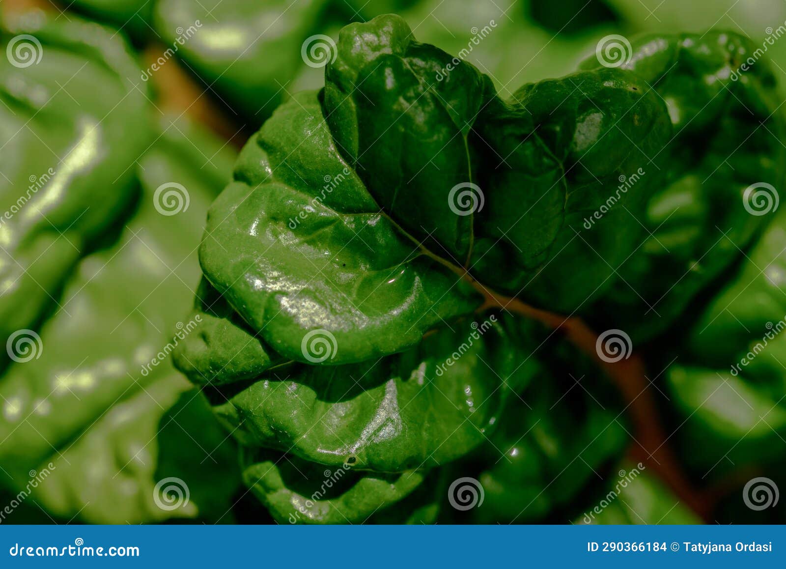 Mangold in the Organic Garden. Mangold Leaf Stock Photo - Image of food ...