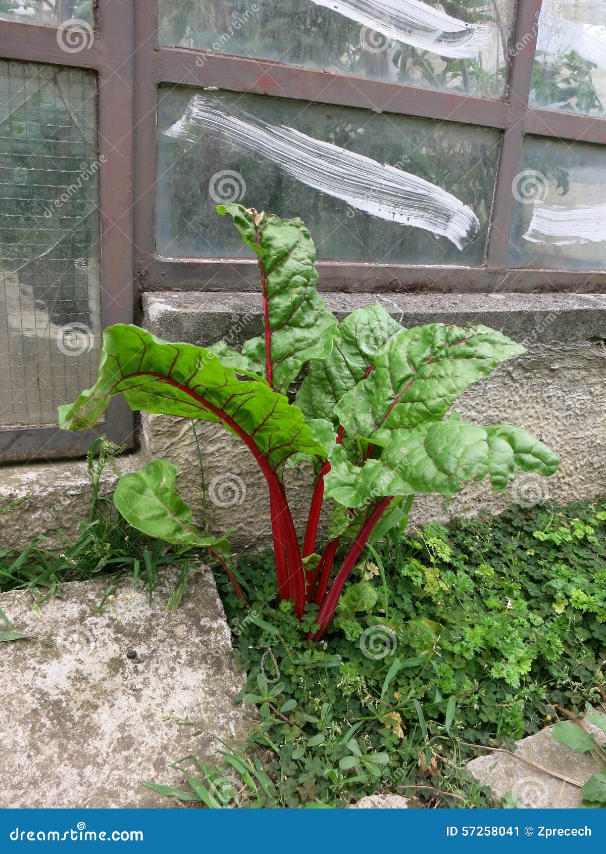 Mangold stock image. Image of leaves, bright, chard, silverbeet - 57258041