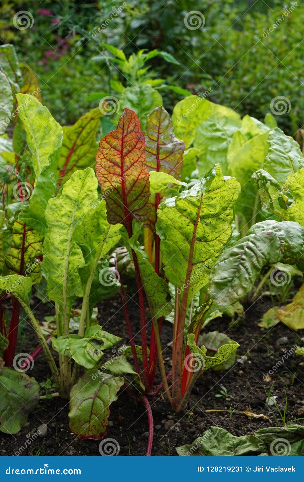 Mangold Plant on the Small Farm Stock Image - Image of leaf, food ...