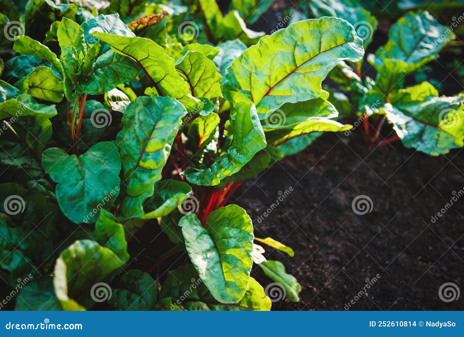 Mangold Plants Growing in the Garden, Leaf Vegetables in Garden Bed ...