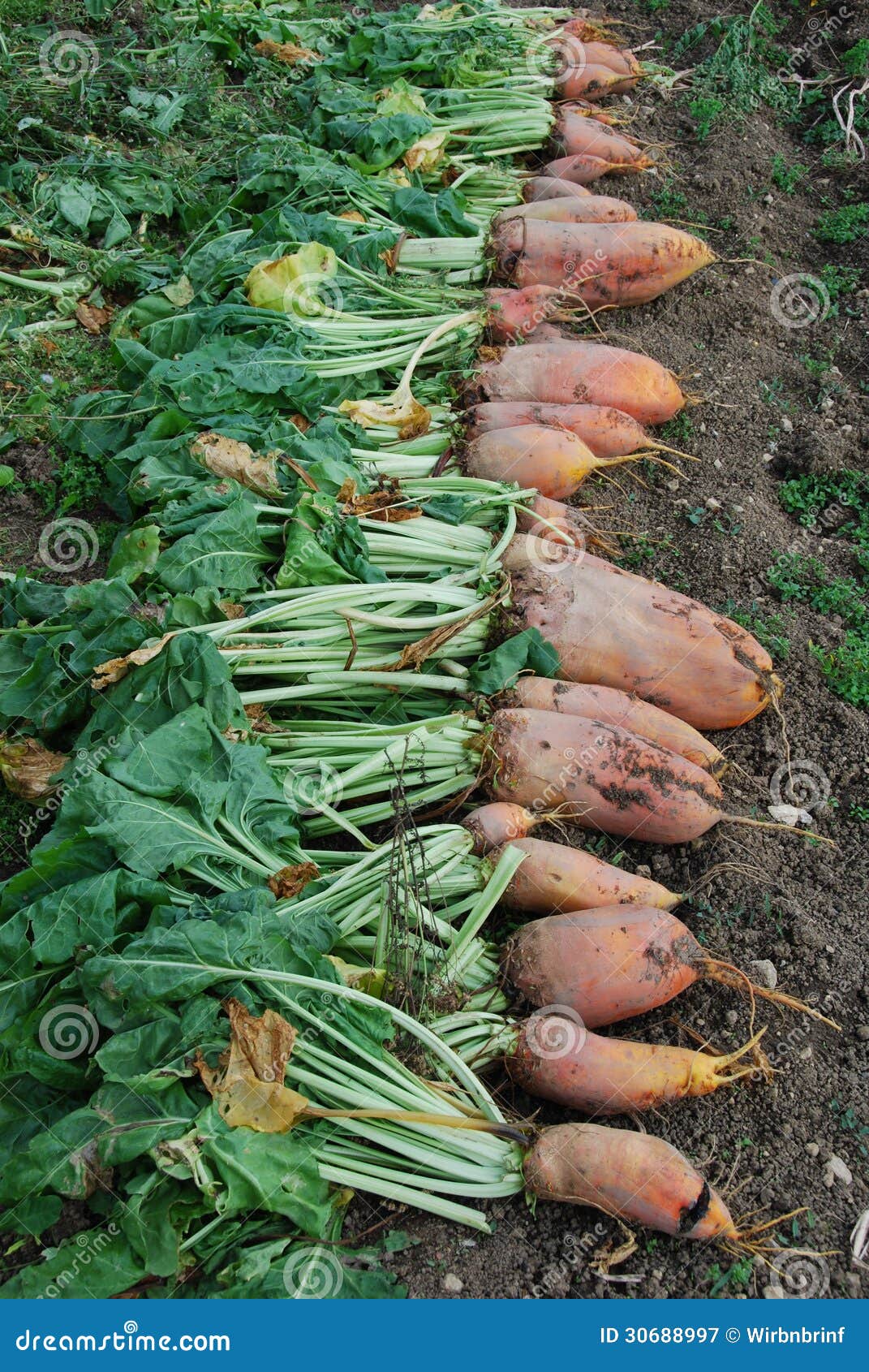 Mangold stock image. Image of harvest, mangold, industry - 30688997