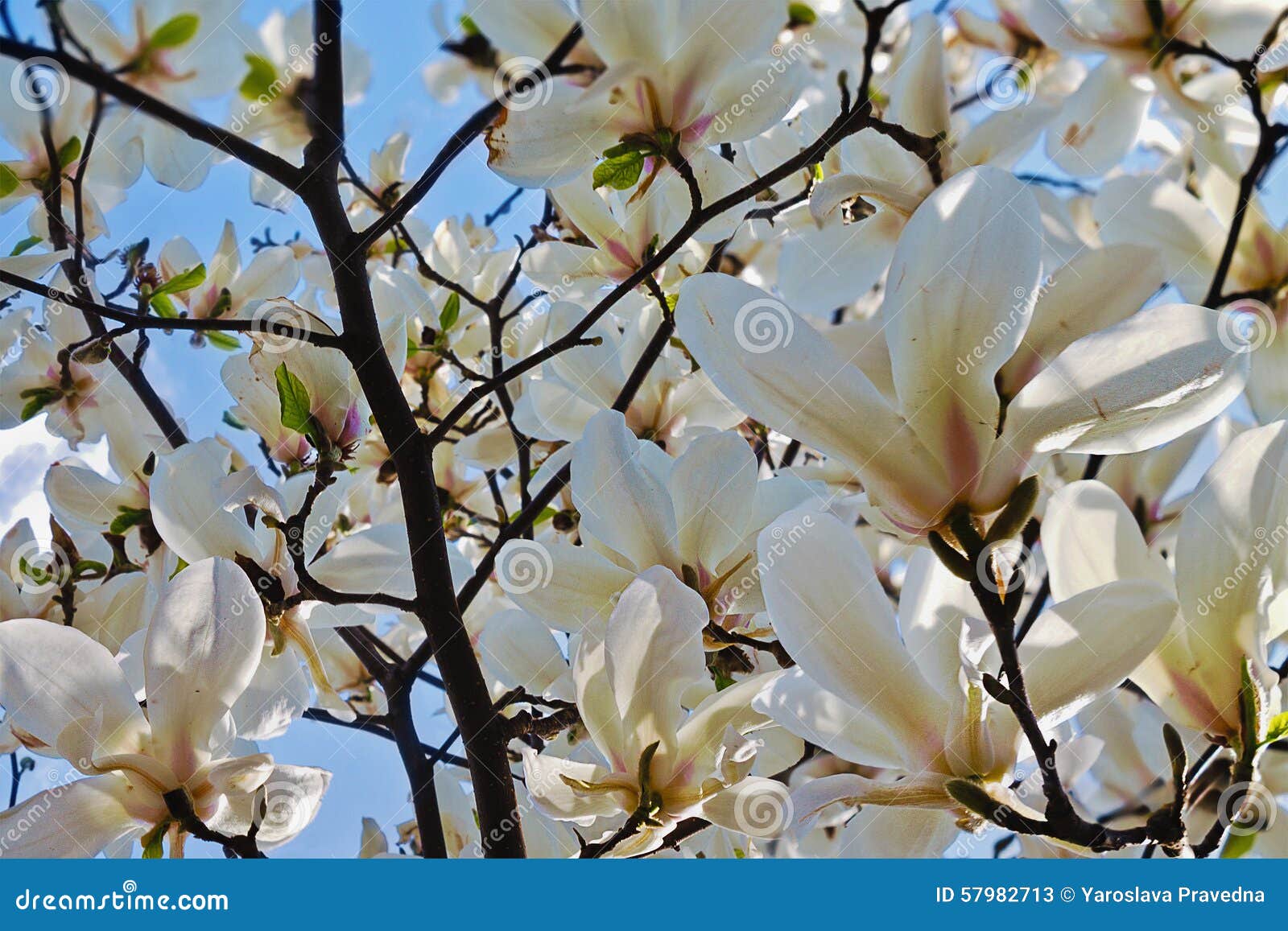 Mangole Photos - Free & Royalty-Free Stock Photos from Dreamstime