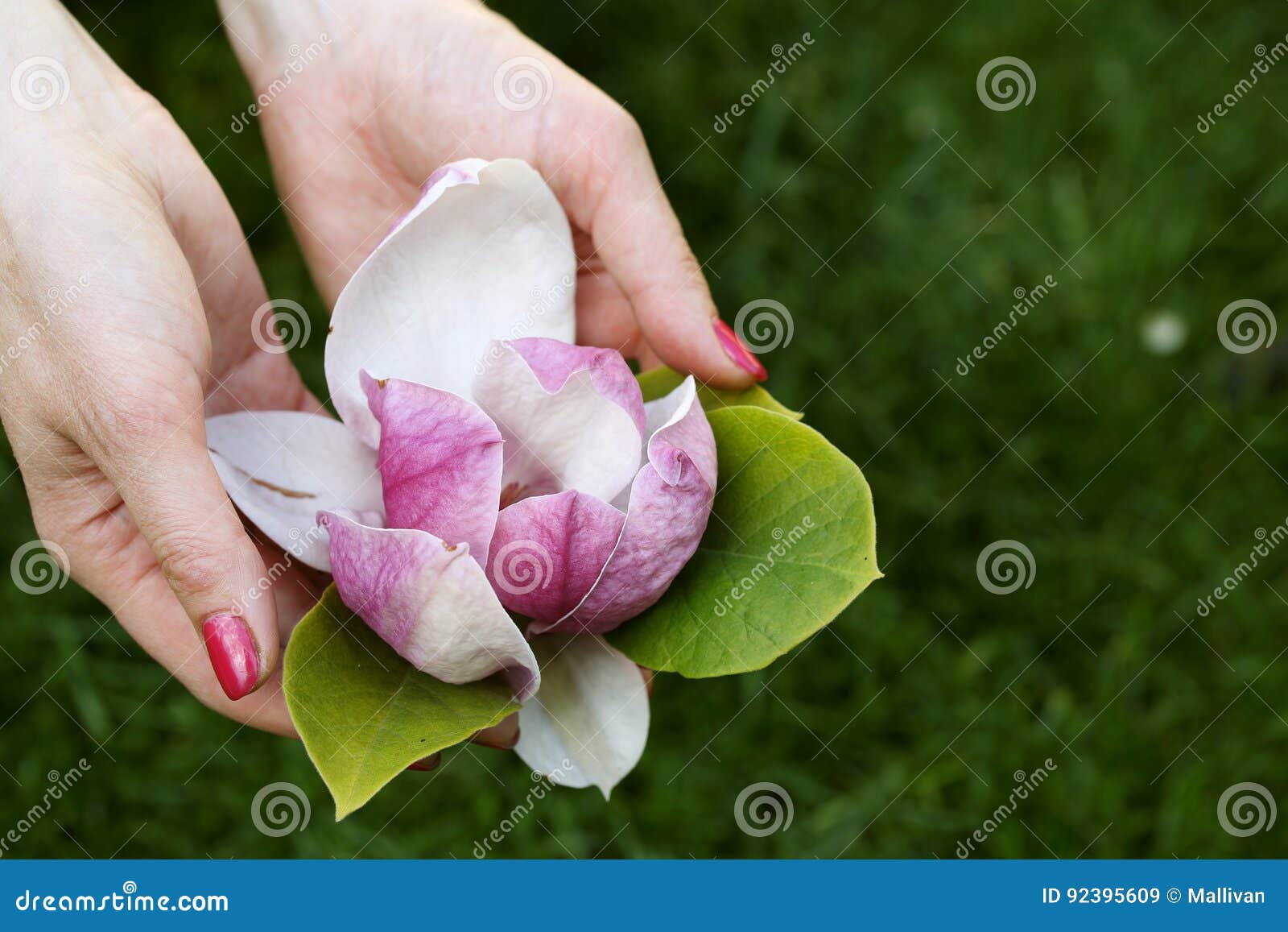 Mangolia Flower in Female Hands Stock Image - Image of attractive ...