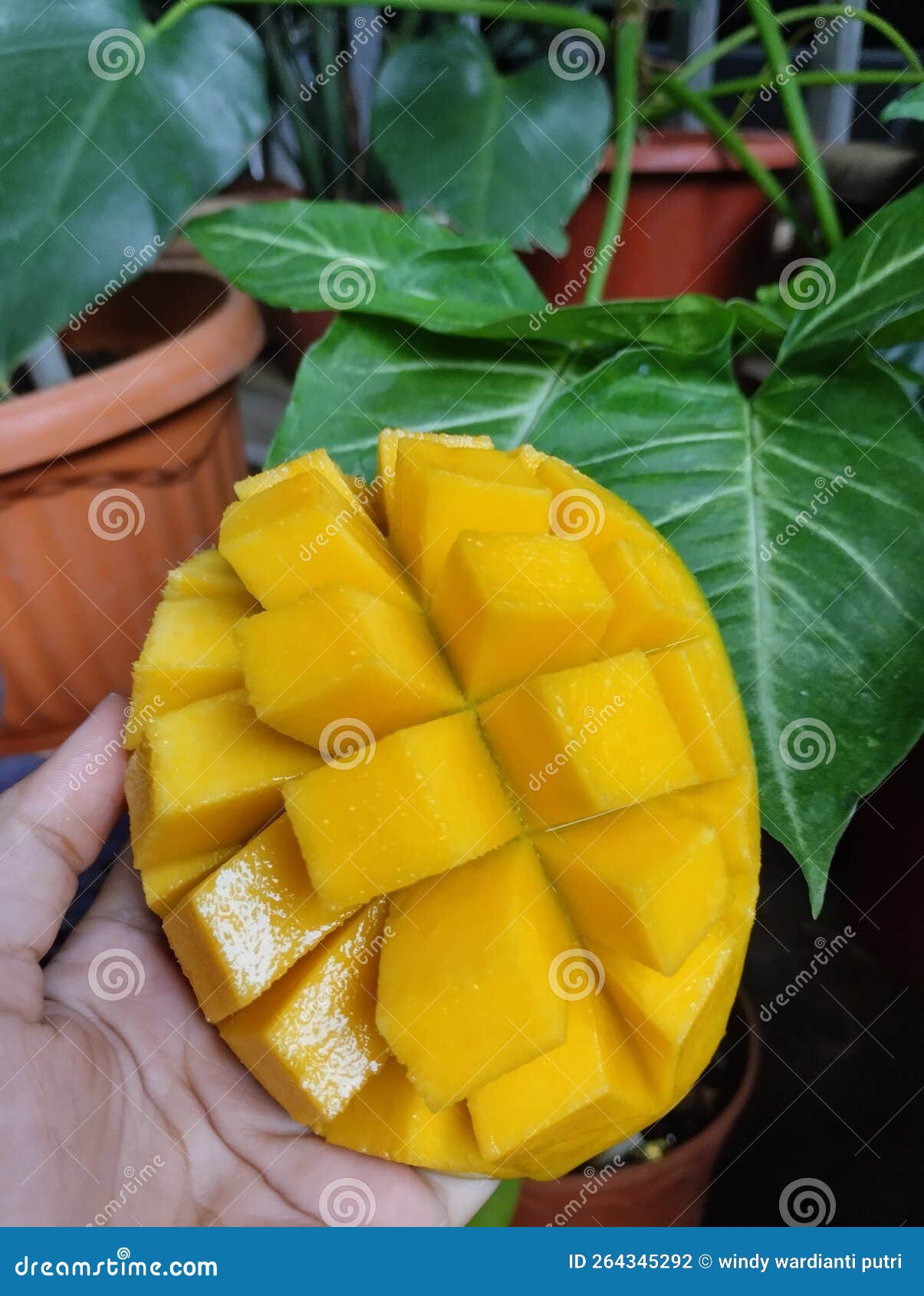 Mangooo stock photo. Image of fruit, favourite, mangooo - 264345292
