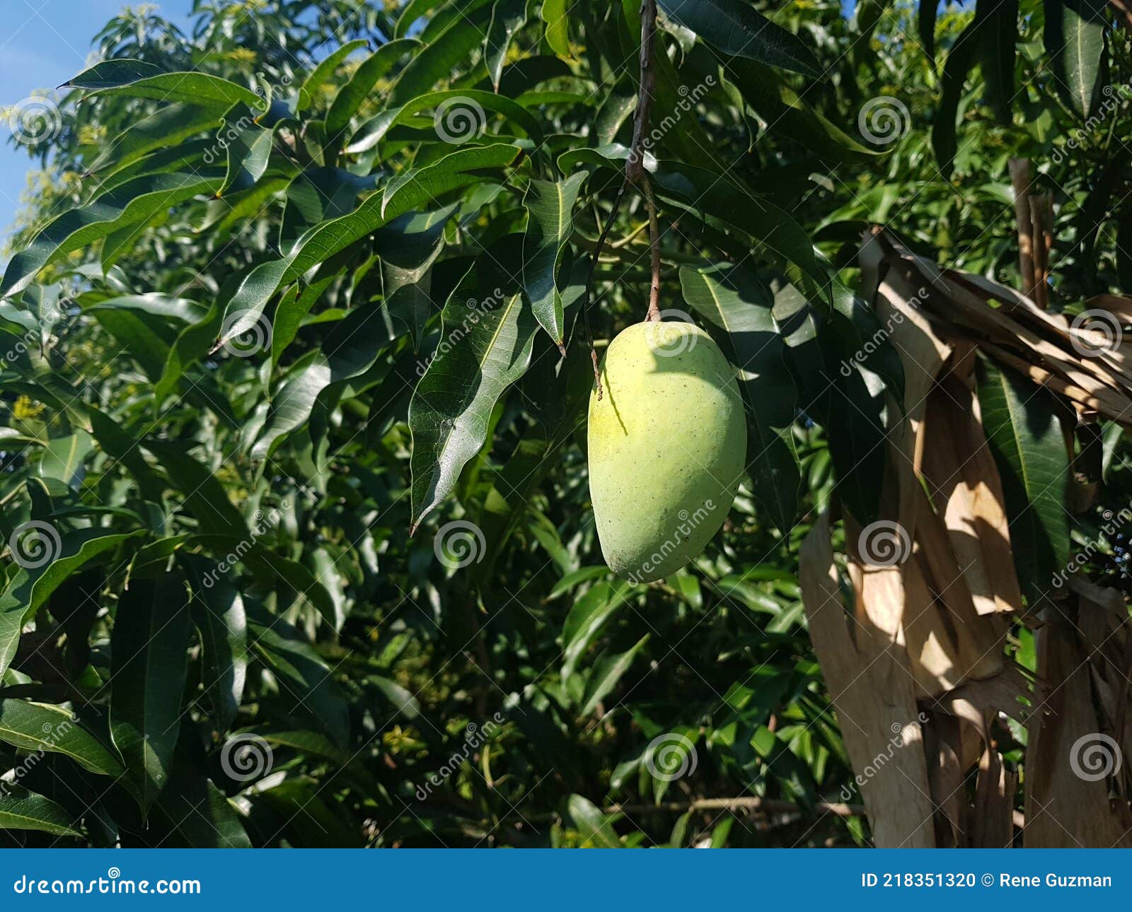 Mangooo!!! stock photo. Image of jungle, fruit, garden - 218351320